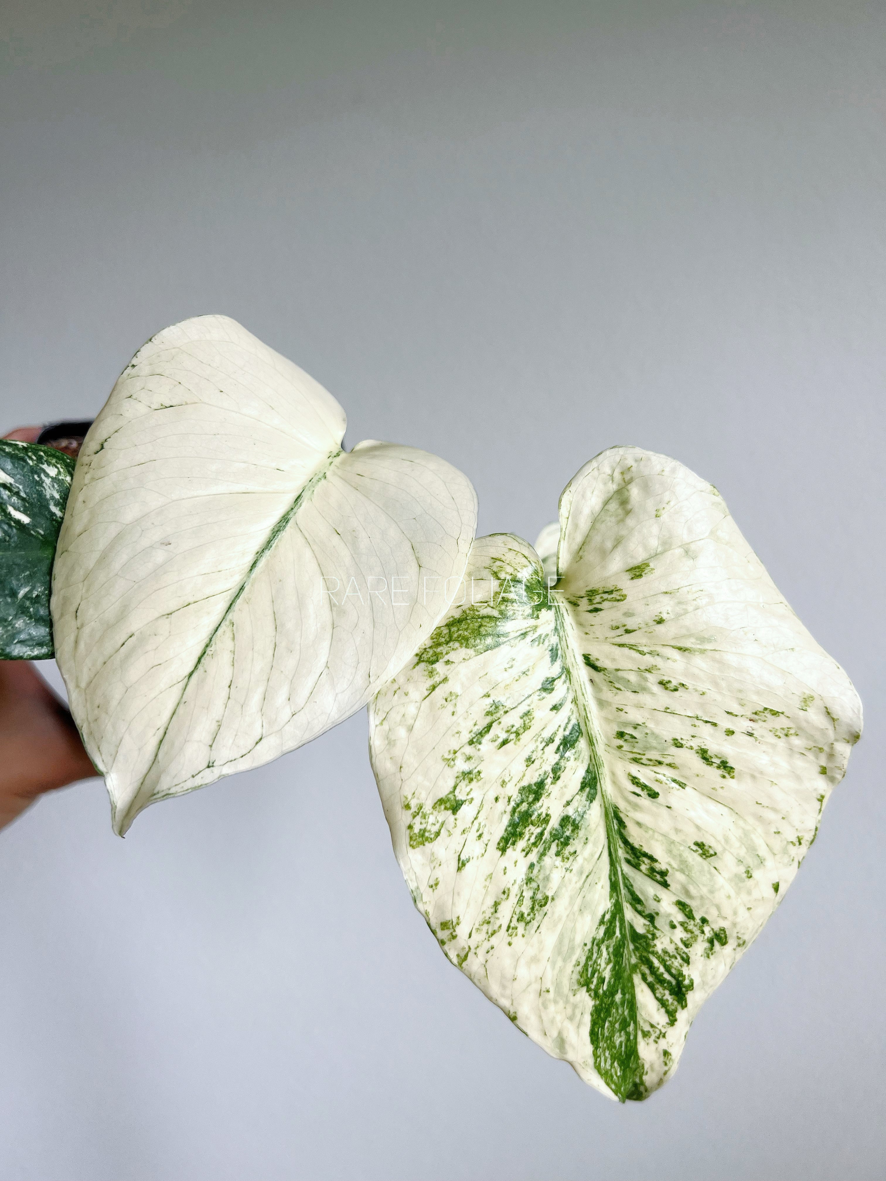 Rare Foliage Plant Co