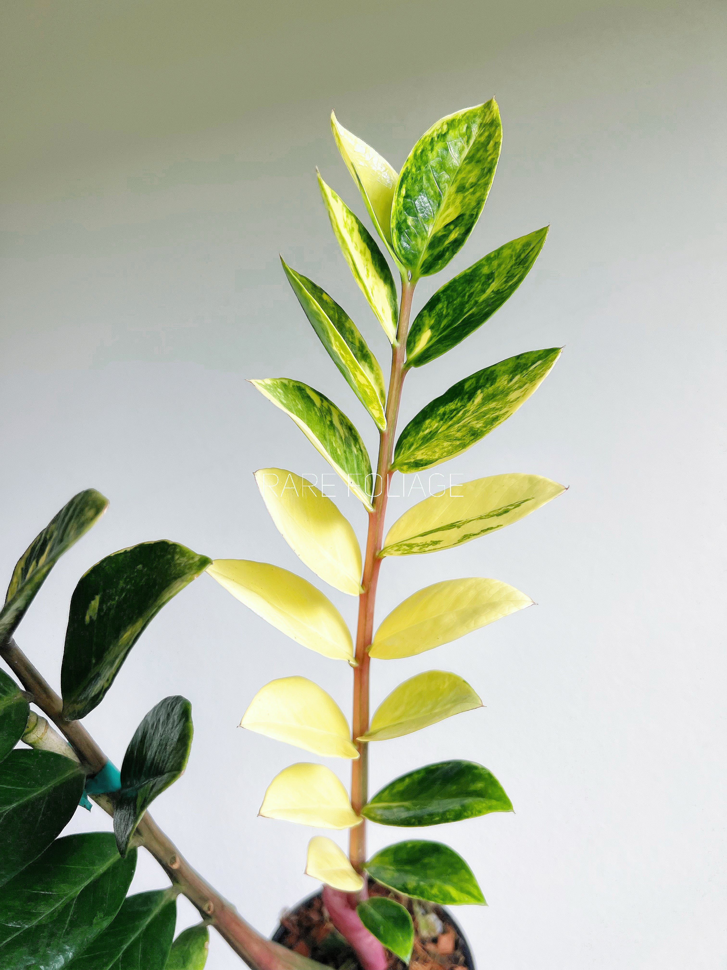 Other - Rare Foliage Plant Co – Page 6