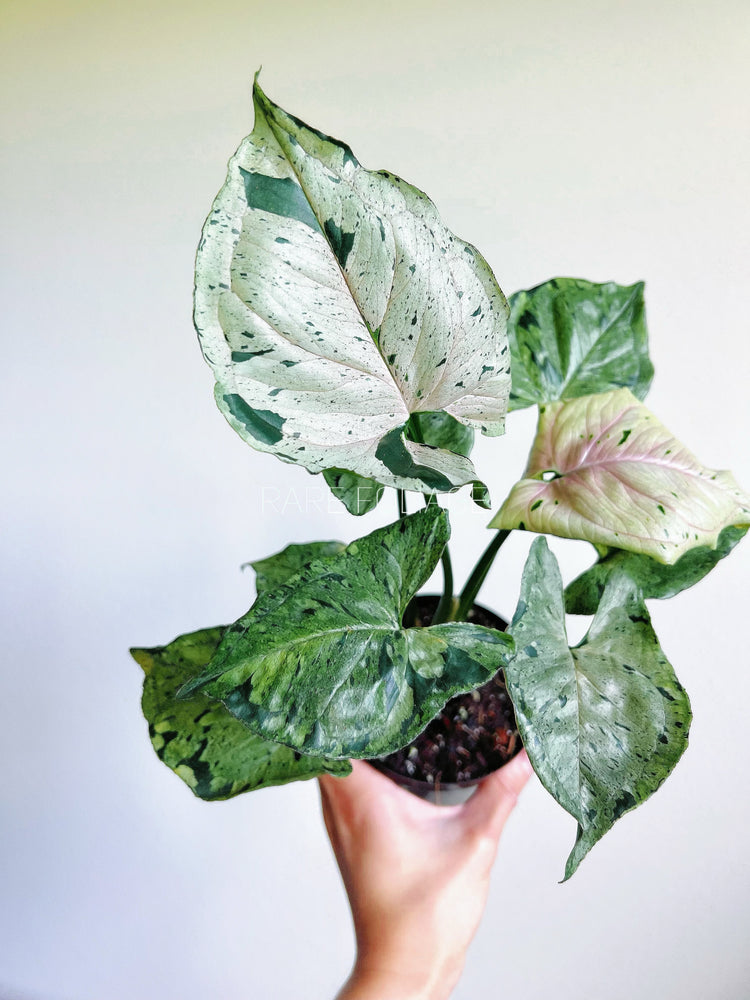 Rare Foliage Plant Co