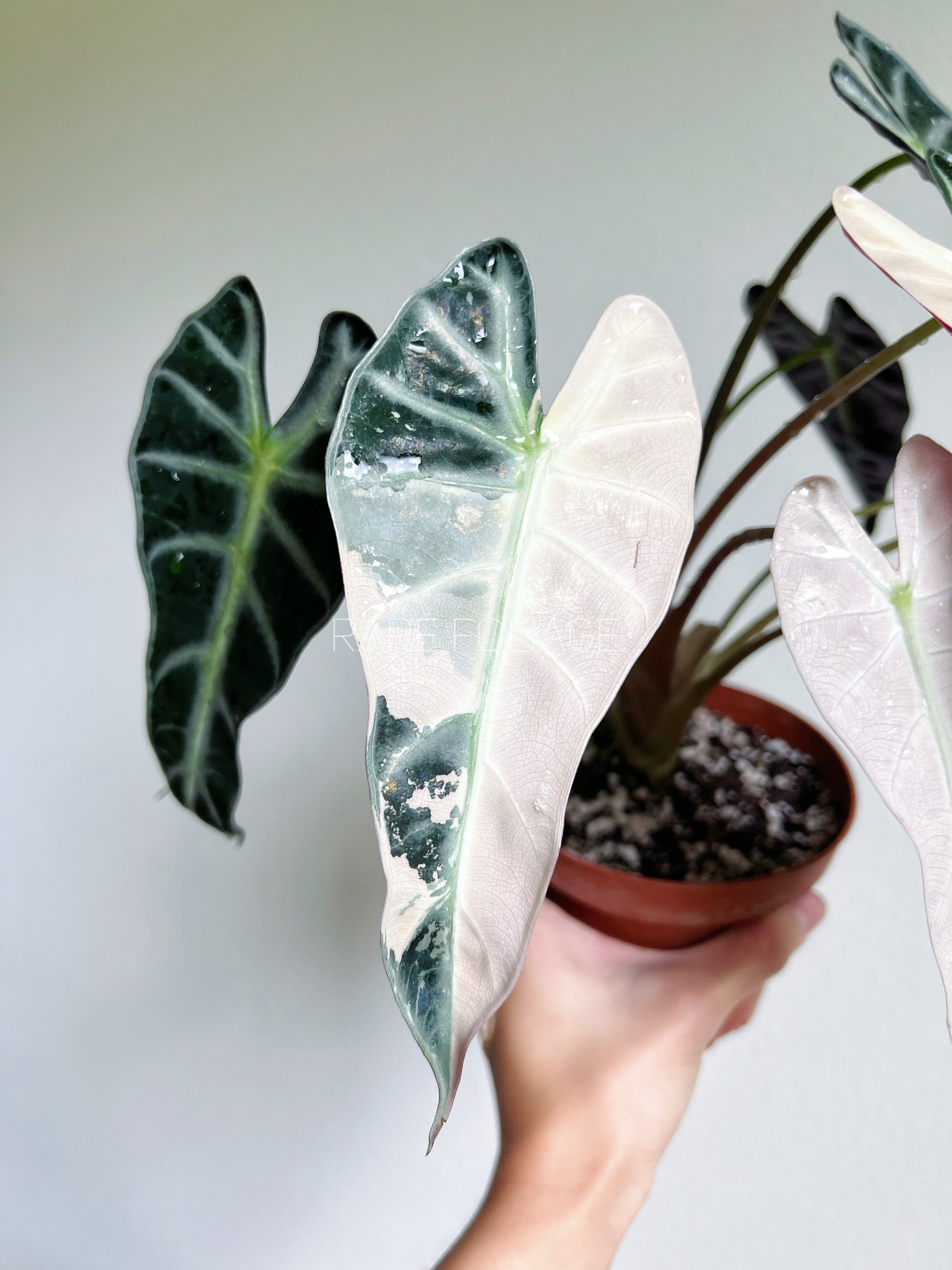 Rare Foliage Plant Co