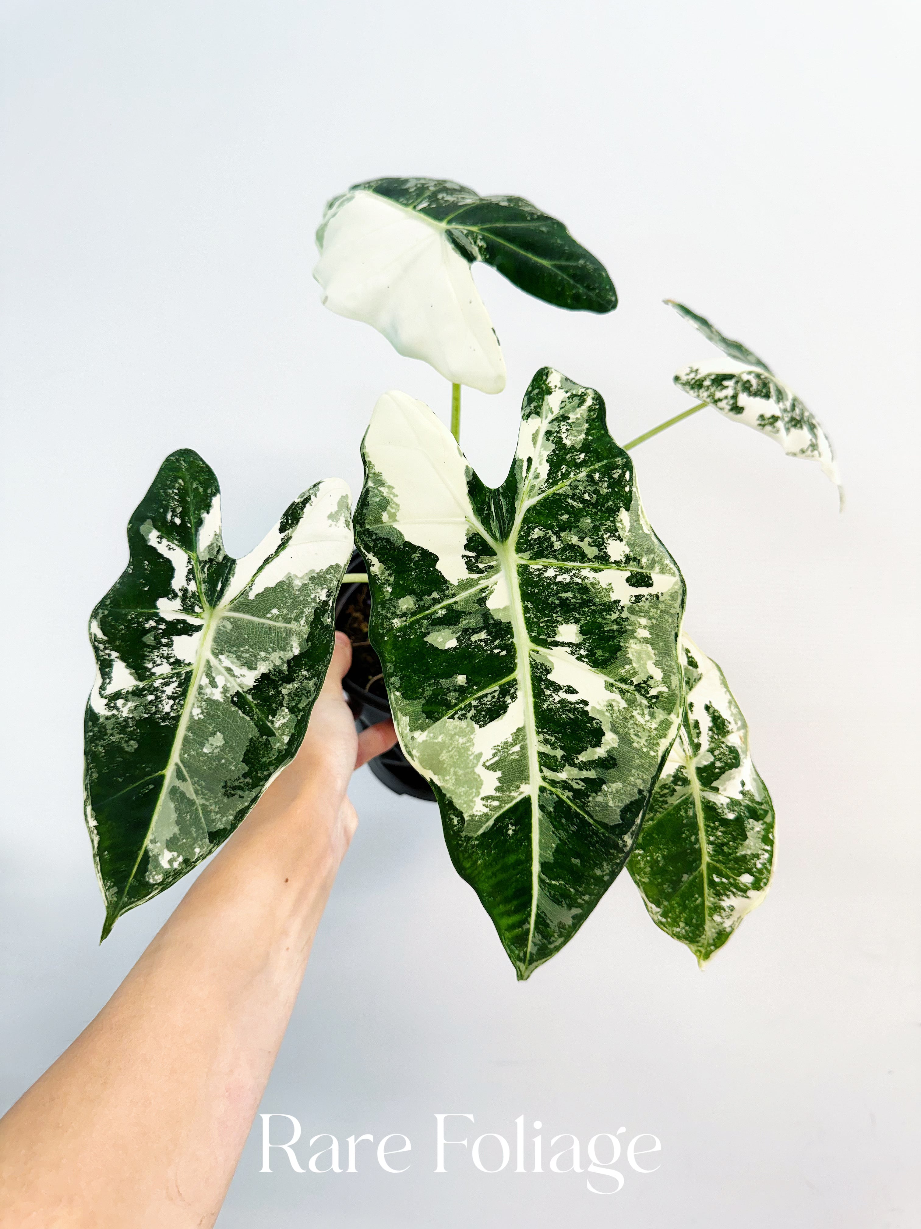 Alocasia Frydek Variegated 6" – Rare Foliage Plant Co