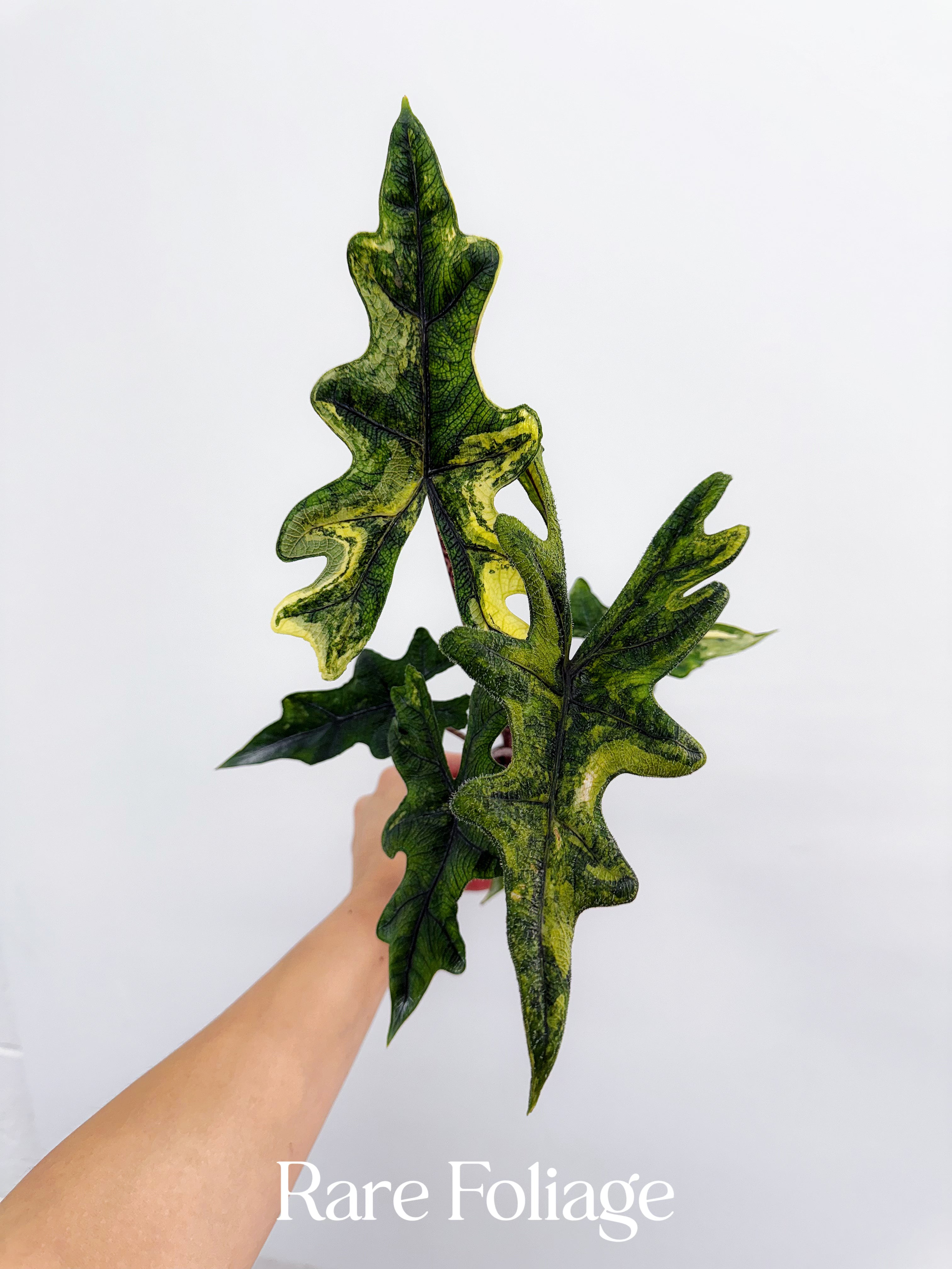 Alocasia Jacklyn Variegated 3” Large Exact Plant – Rare Foliage Plant Co