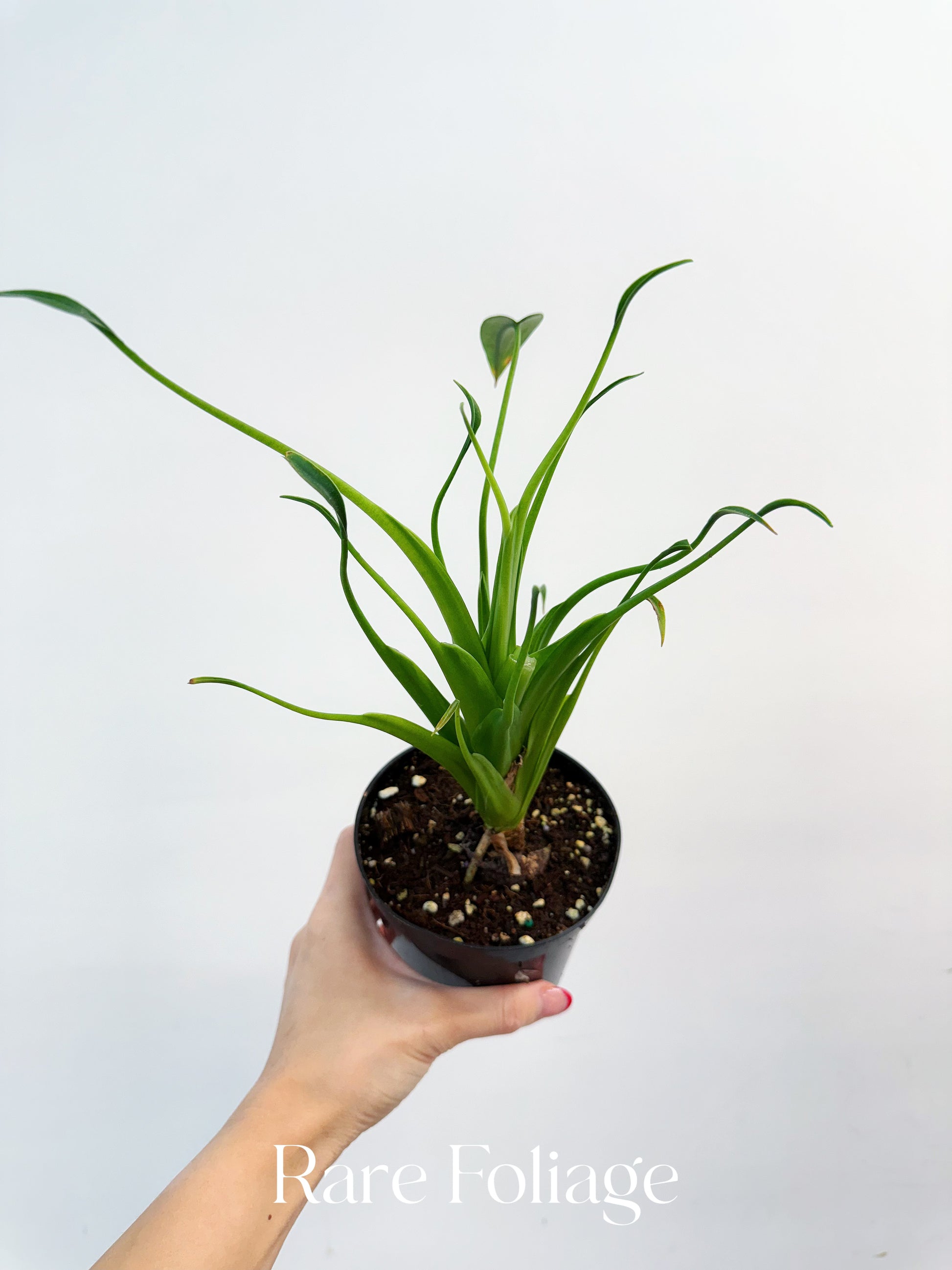 Alocasia Tiny Dancer Mutation 4" Exact Plant – Rare Foliage Plant Co
