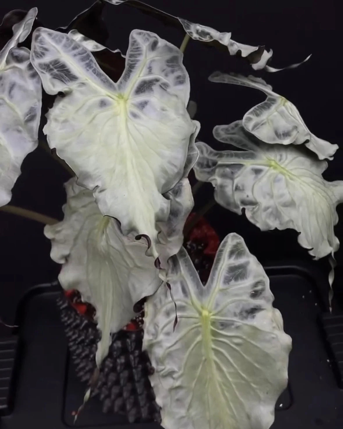 Alocasia Venom(Tissue Culture) *Preorder* Ship Date Mid March 2026 ...
