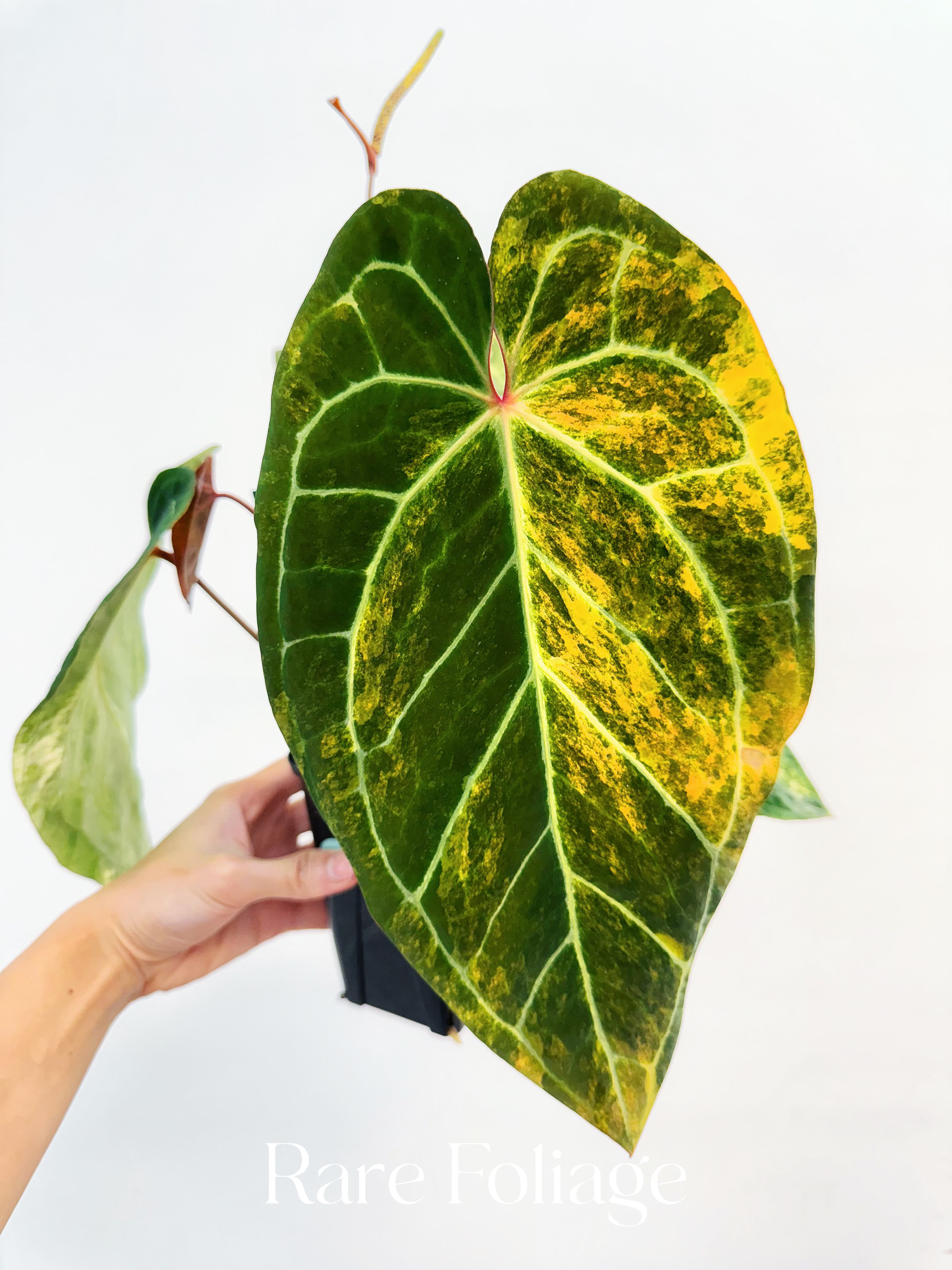 Anthurium Golden Sunrise x Carlablackiae Variegated 4” Exact Plant ...