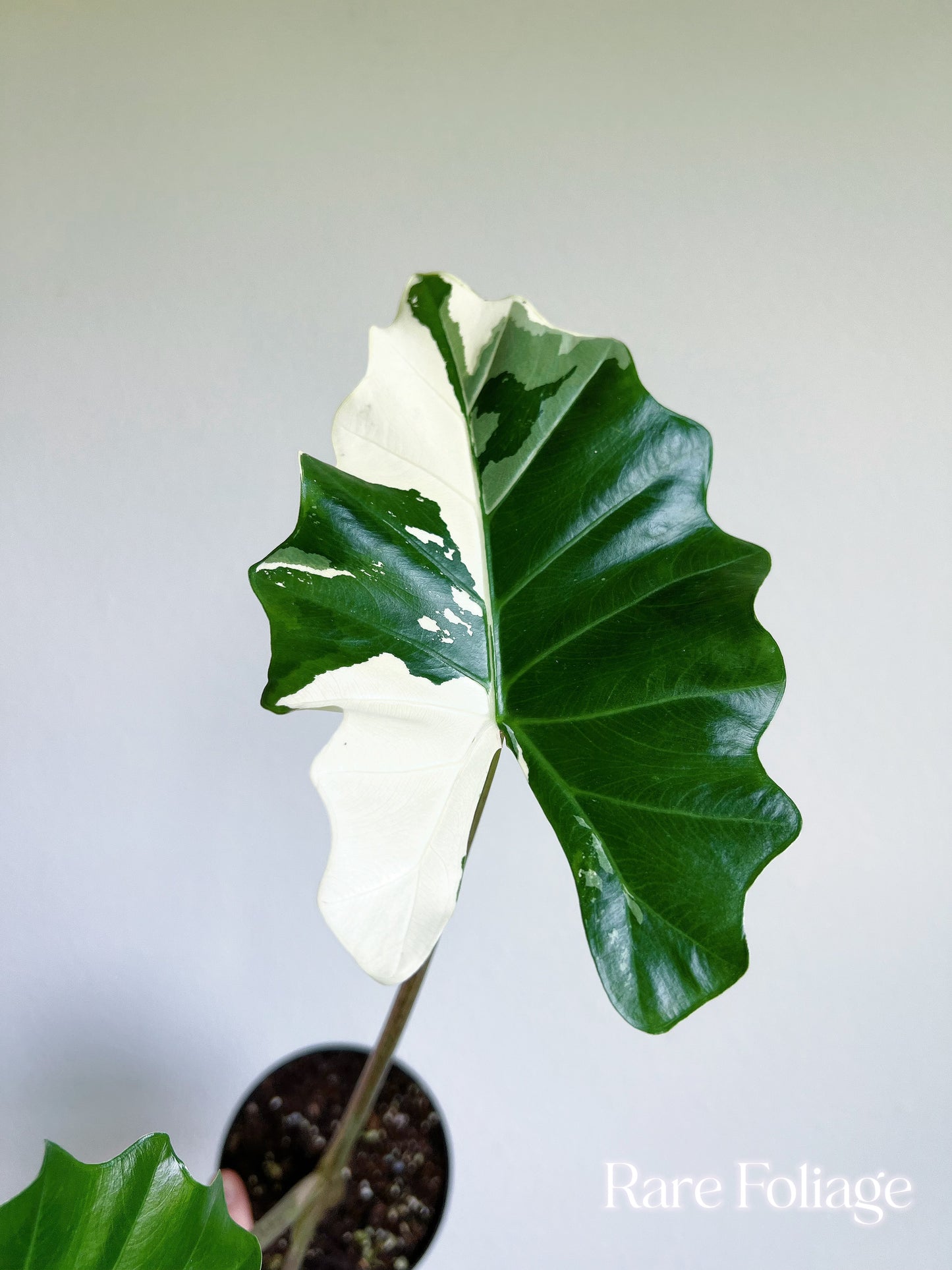 Alocasia Portora Albo Variegated 4” Exact Plant – Rare Foliage Plant Co
