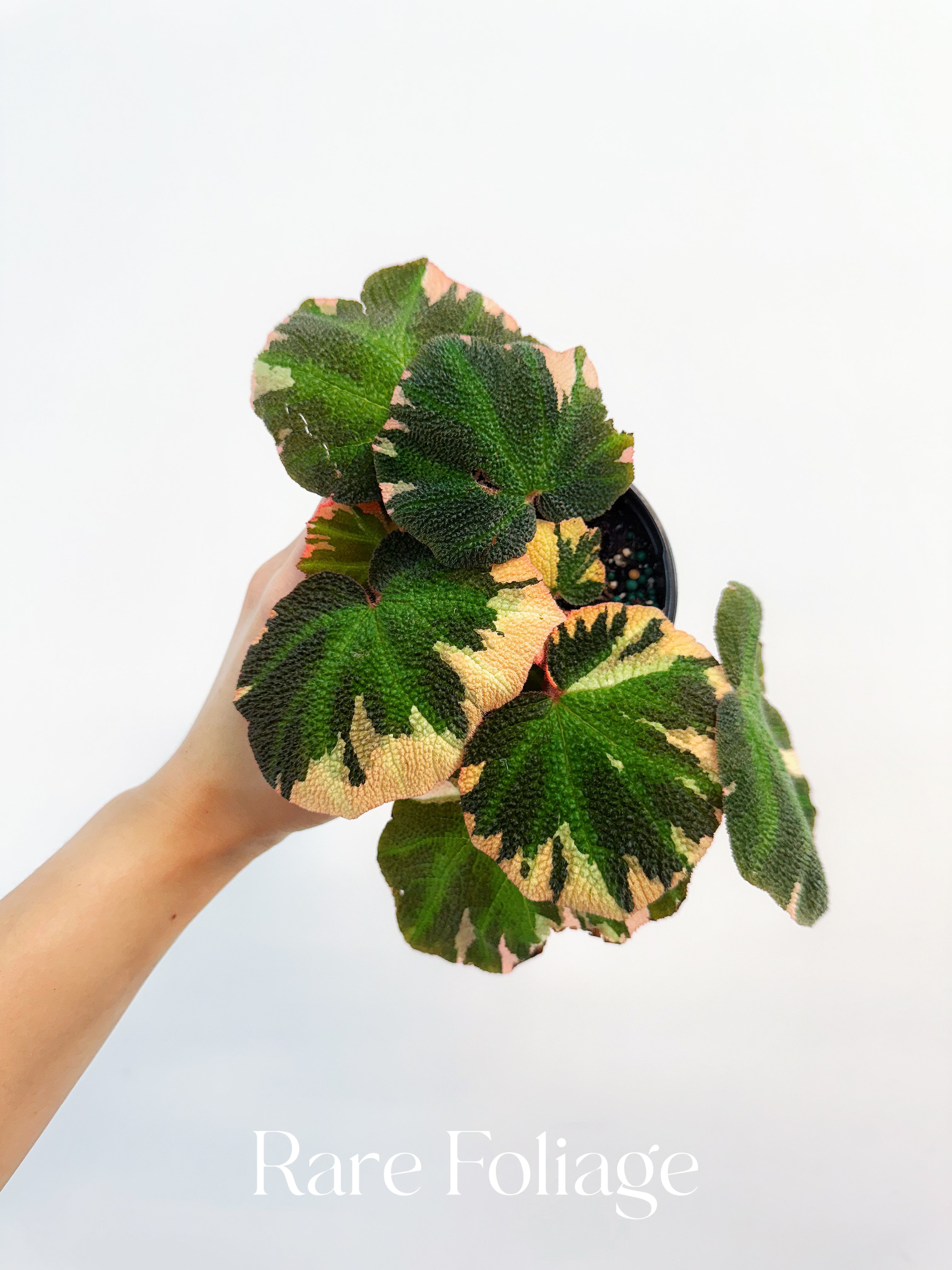 Begonia Soli Mutata Variegated 4” – Rare Foliage Plant Co