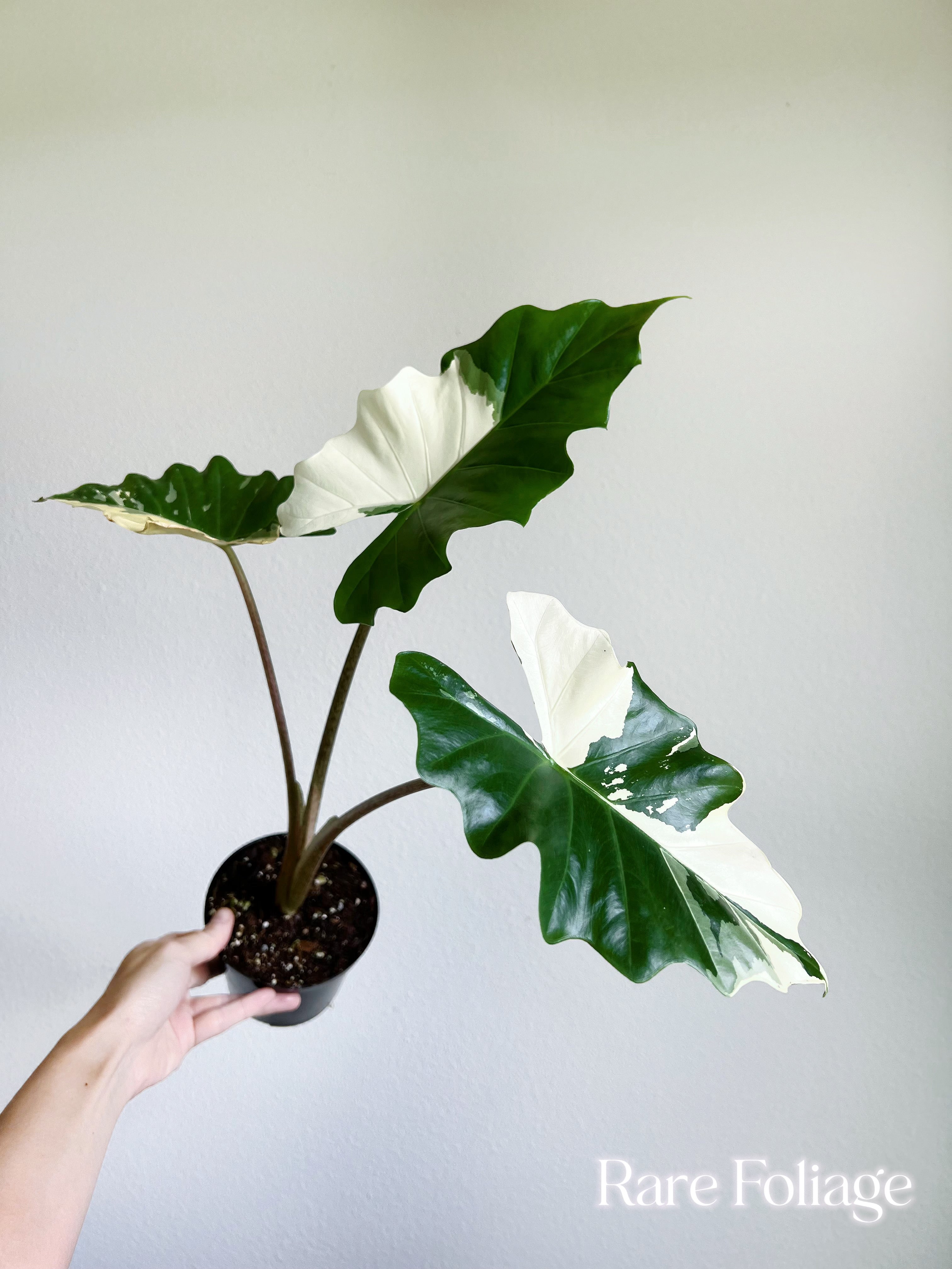 Alocasia Portora Albo Variegated 4” Exact Plant – Rare Foliage Plant Co
