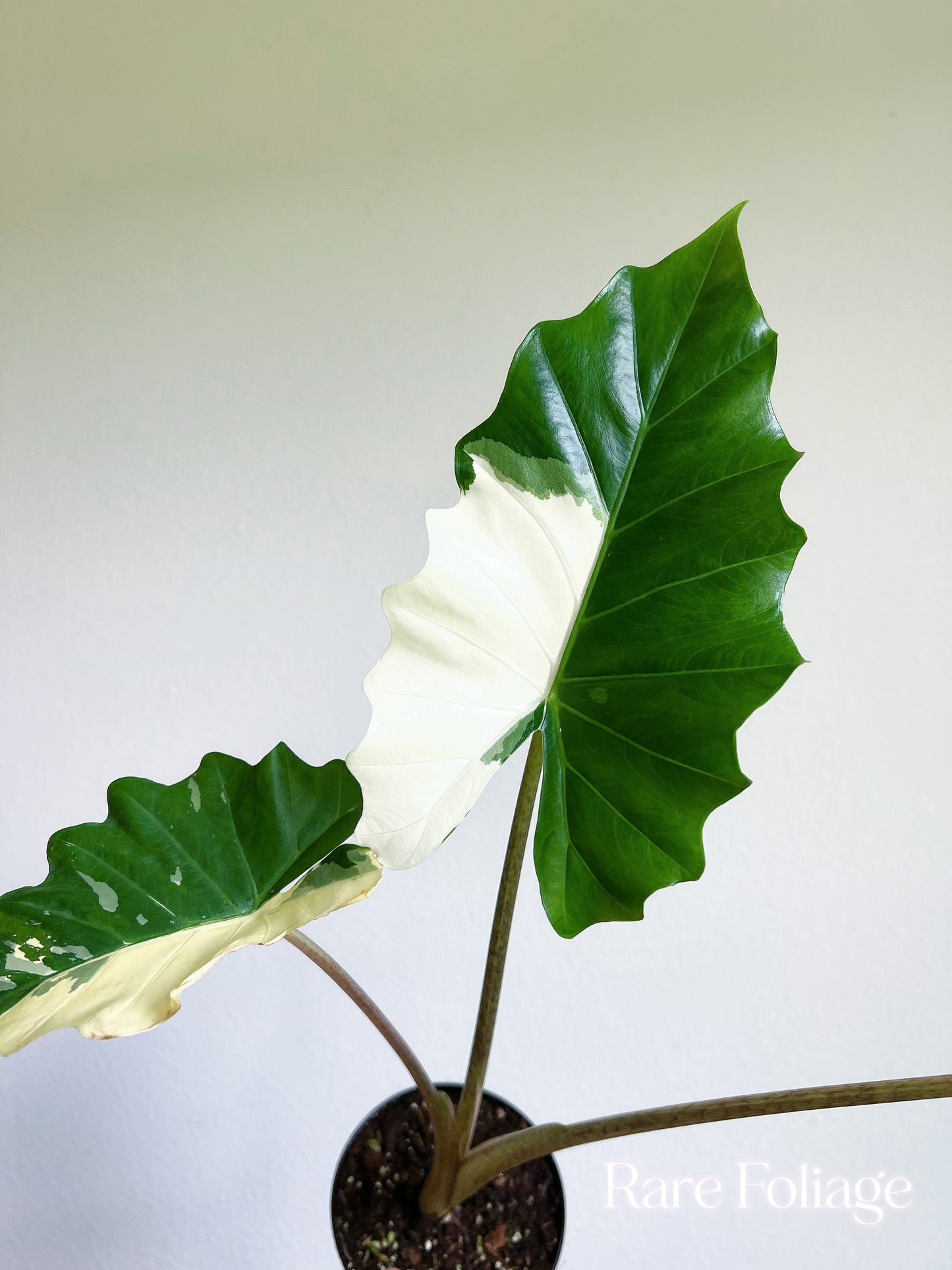Alocasia Portora Albo Variegated 4” Exact Plant – Rare Foliage Plant Co