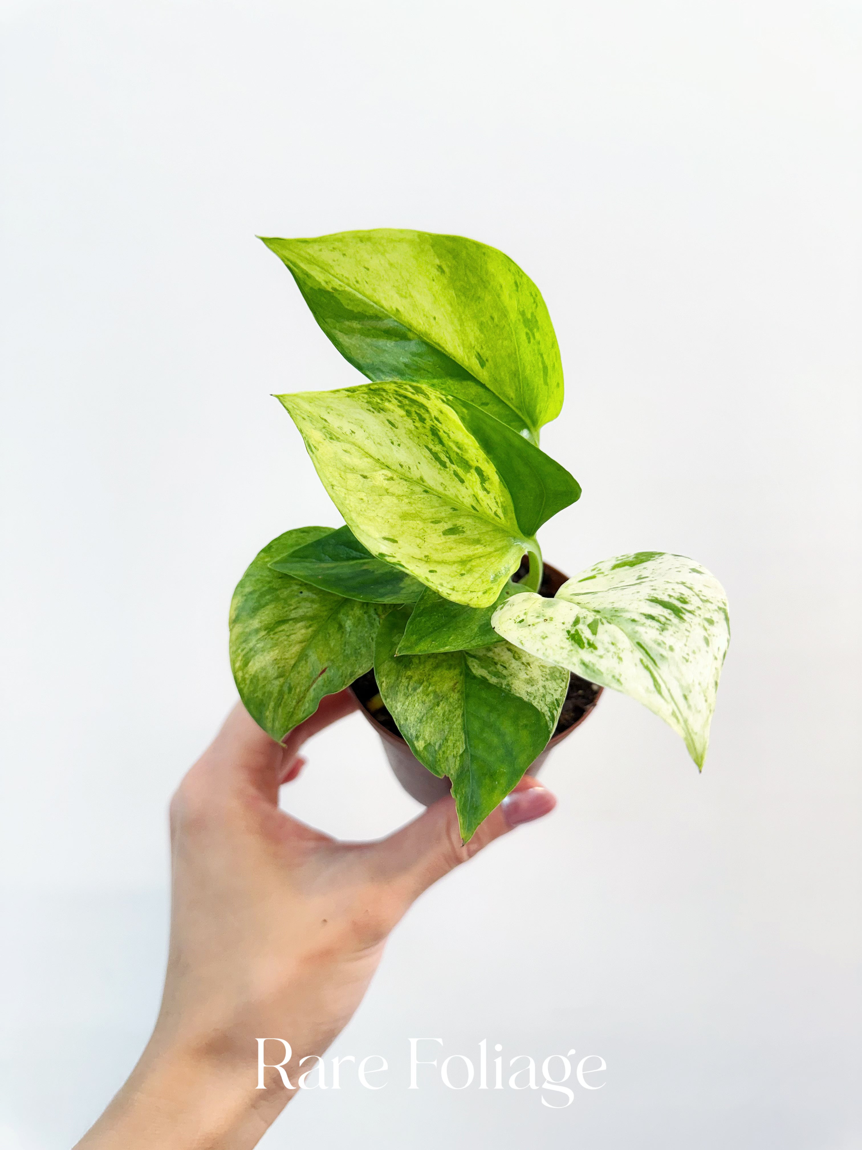 Epipremnum ‘Jessenia’ Pothos 3” – Rare Foliage Plant Co