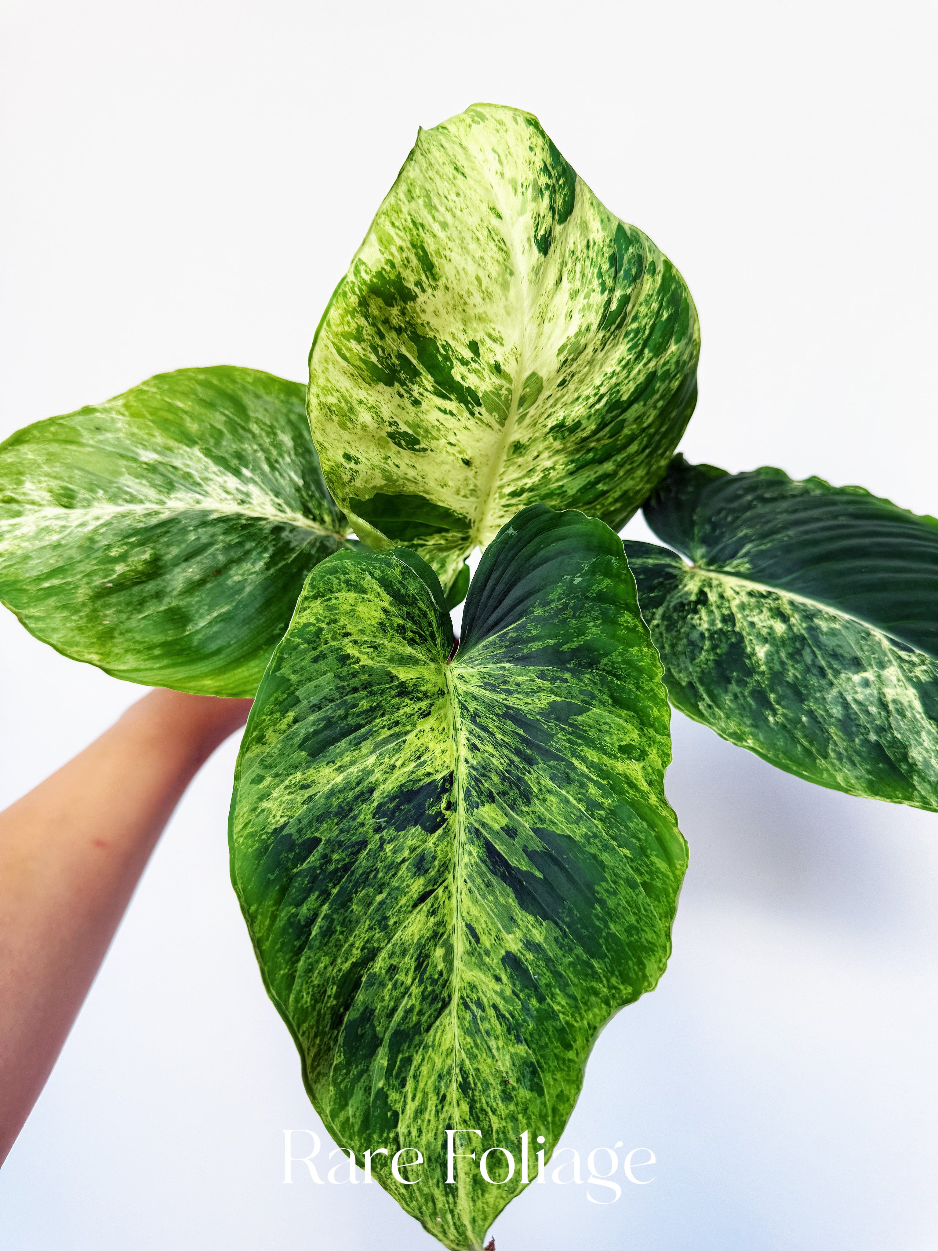 Homalomena Red Stem Mint Variegated 4” – Rare Foliage Plant Co