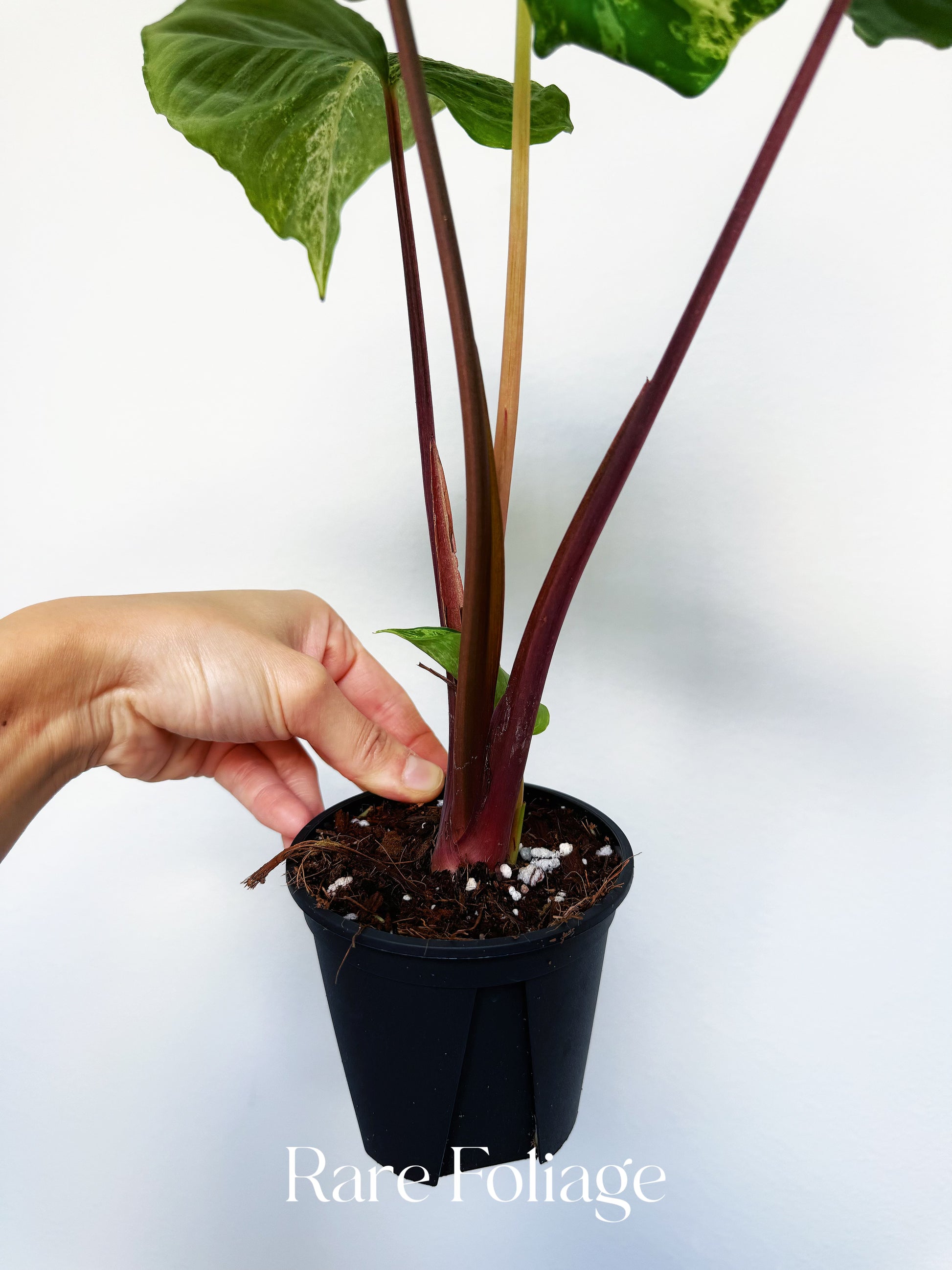 Homalomena Red Stem Mint Variegated 4” – Rare Foliage Plant Co