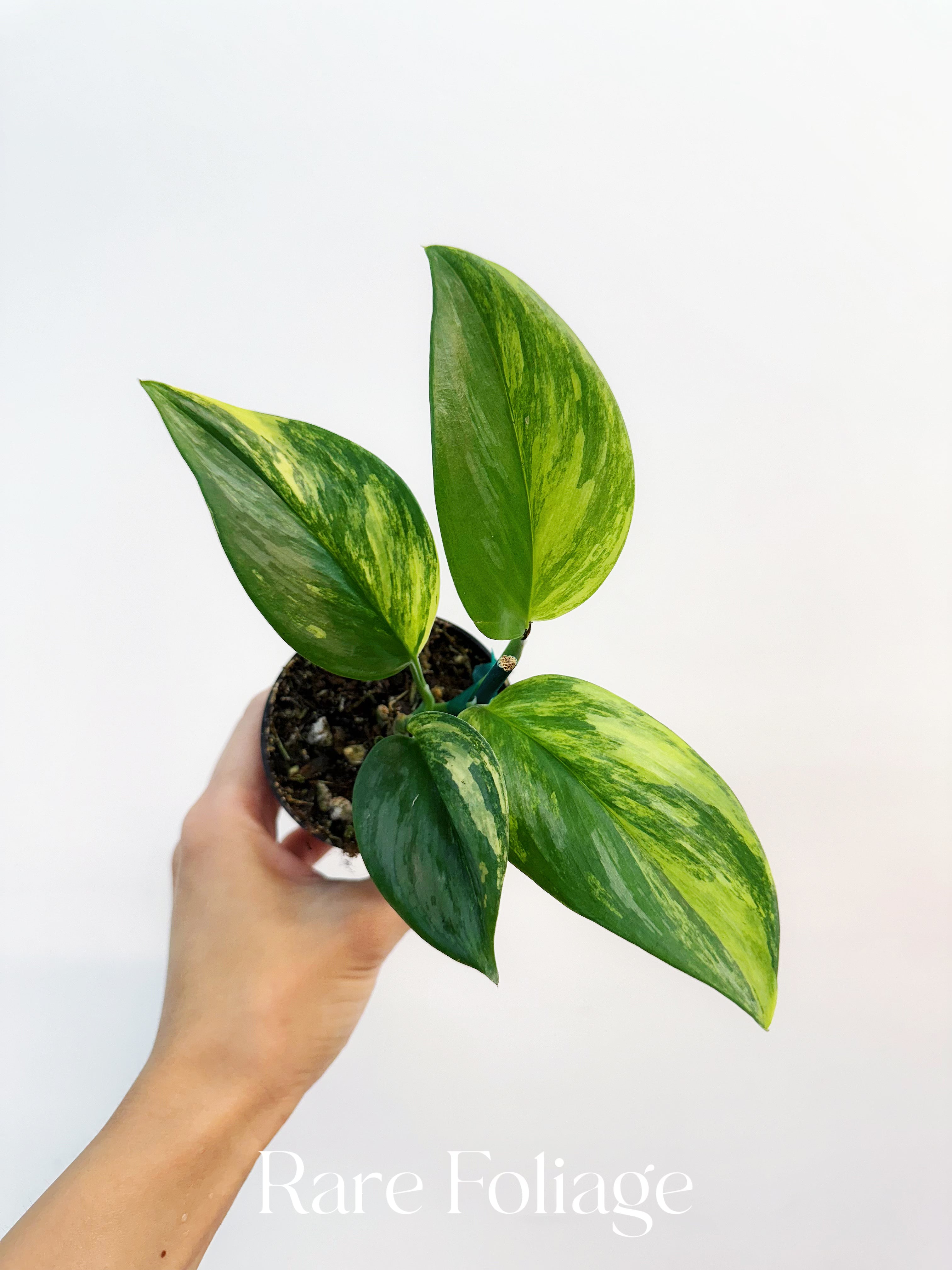Scindapsus Rubicon 3” – Rare Foliage Plant Co
