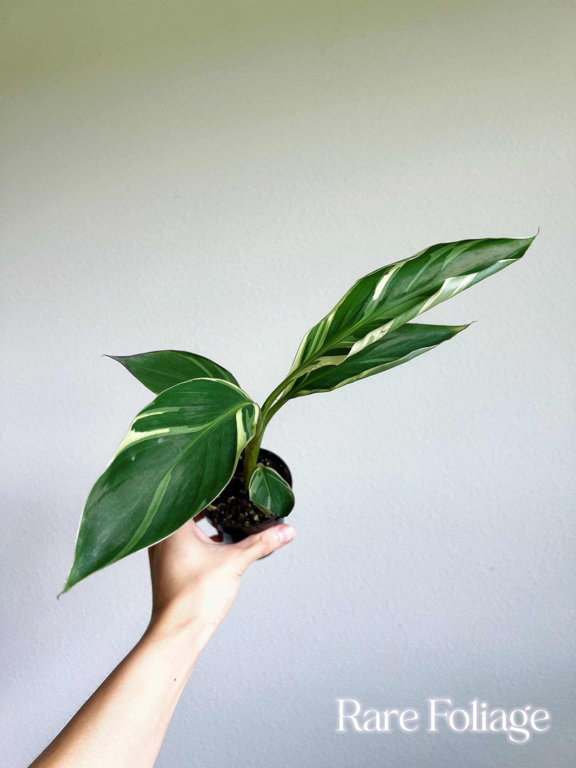 Musa Nono Pink Variegaged Banana Tree 3” – Rare Foliage Plant Co