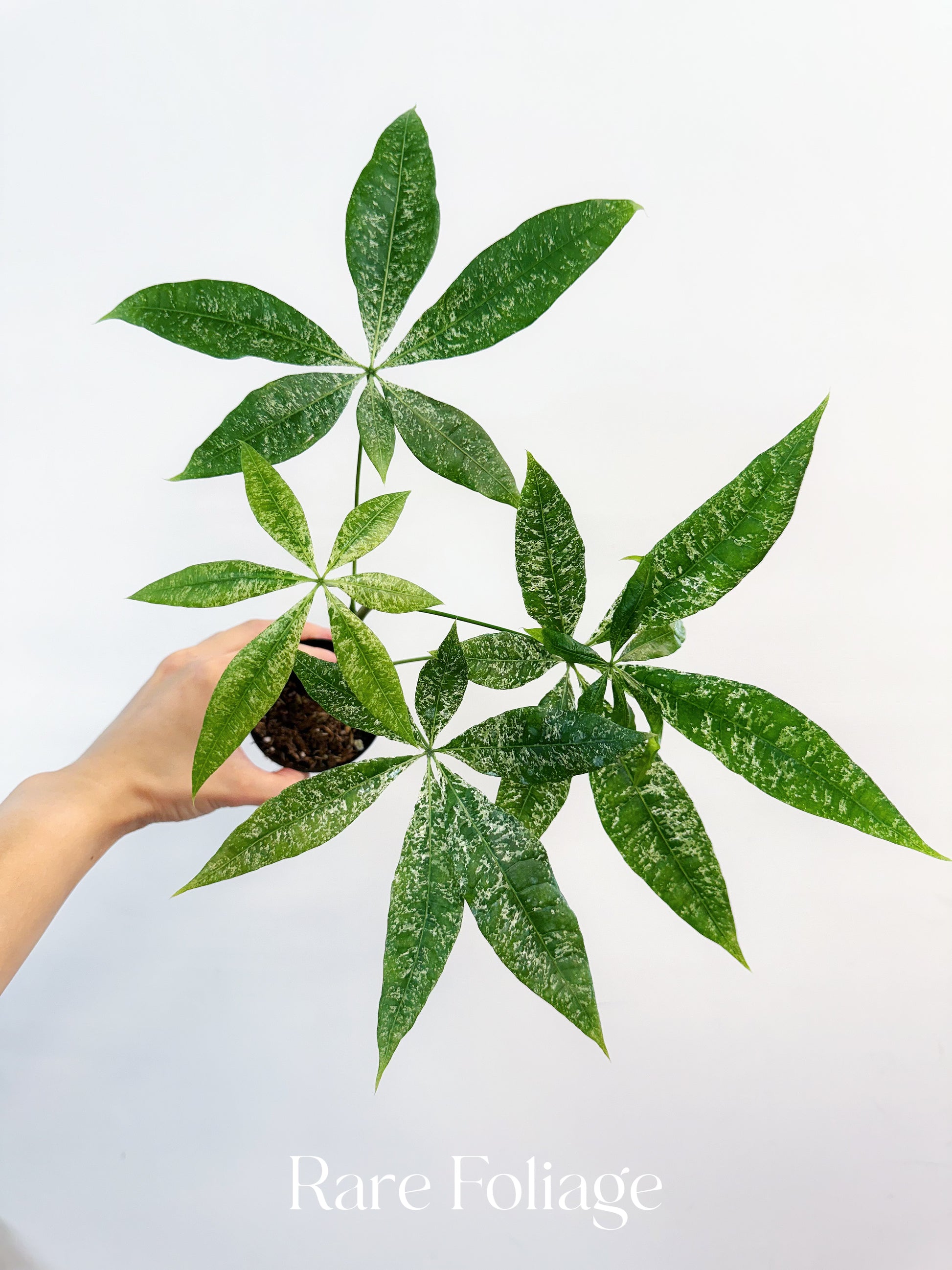 Variegated Money Tree (Non-Grafted) 3” – Rare Foliage Plant Co