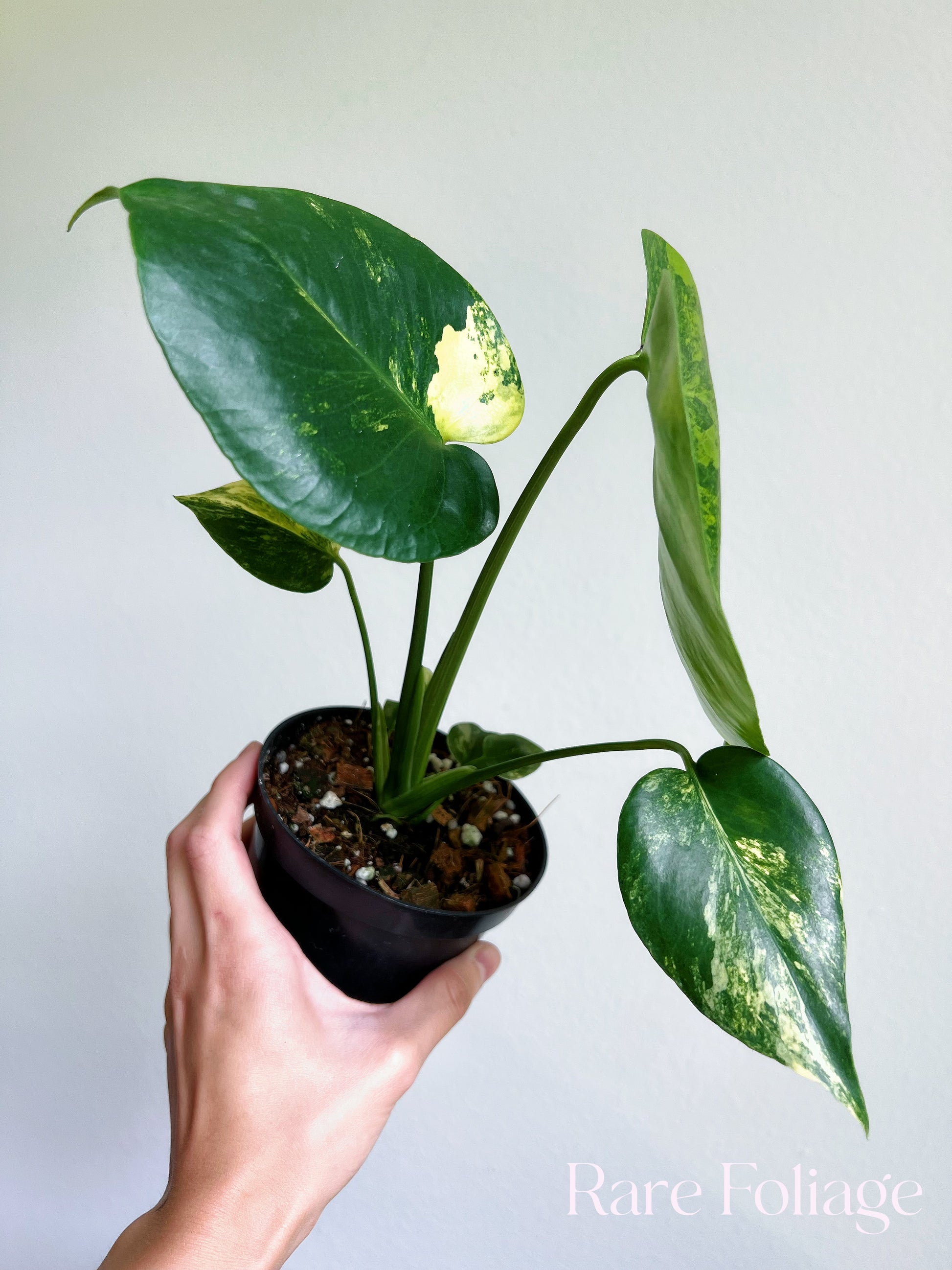 Monstera Aurea Large Form Variegated 4” – Rare Foliage Plant Co