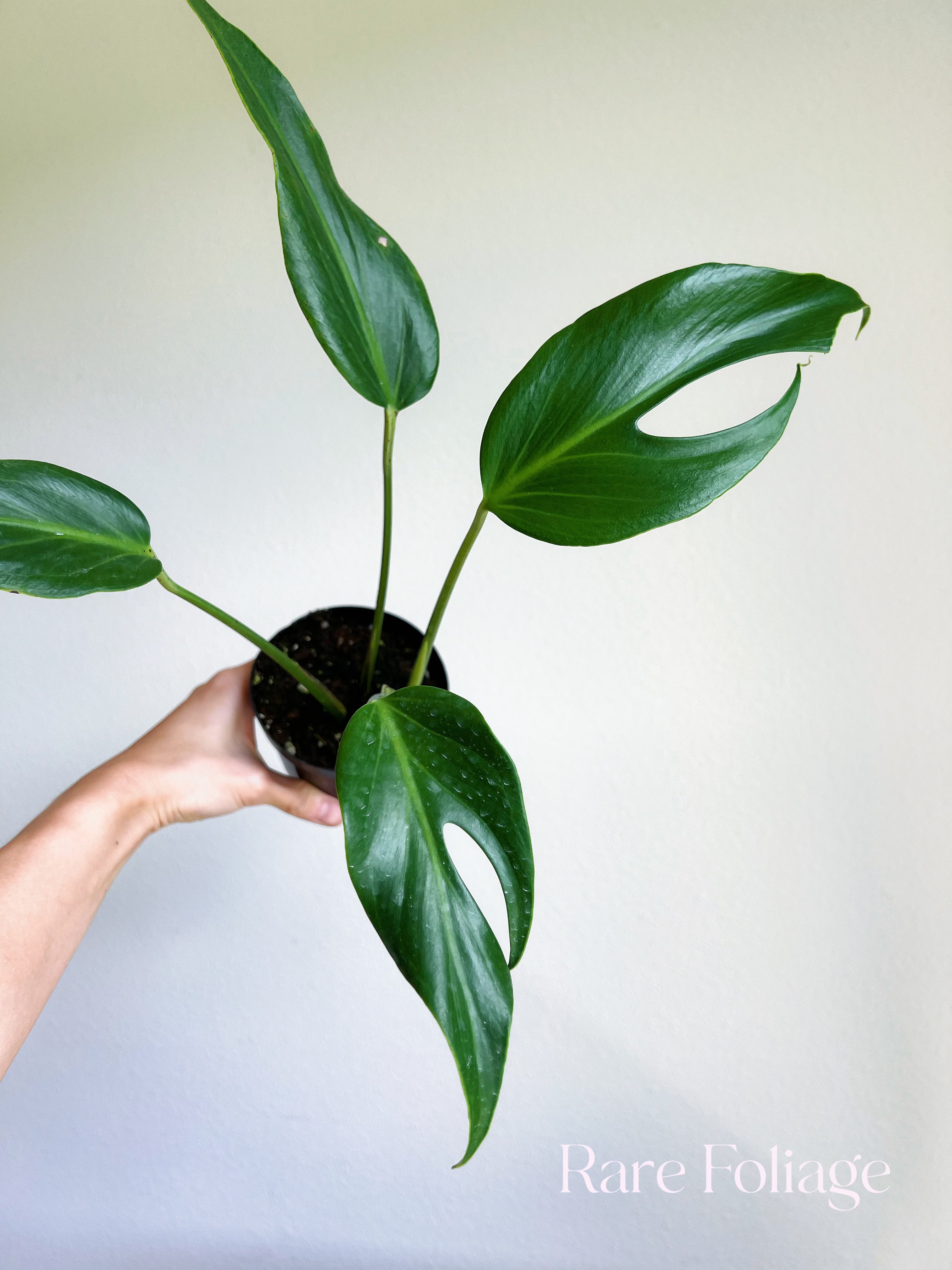 Monstera Burle Marx Flame 4” Exact Plant – Rare Foliage Plant Co