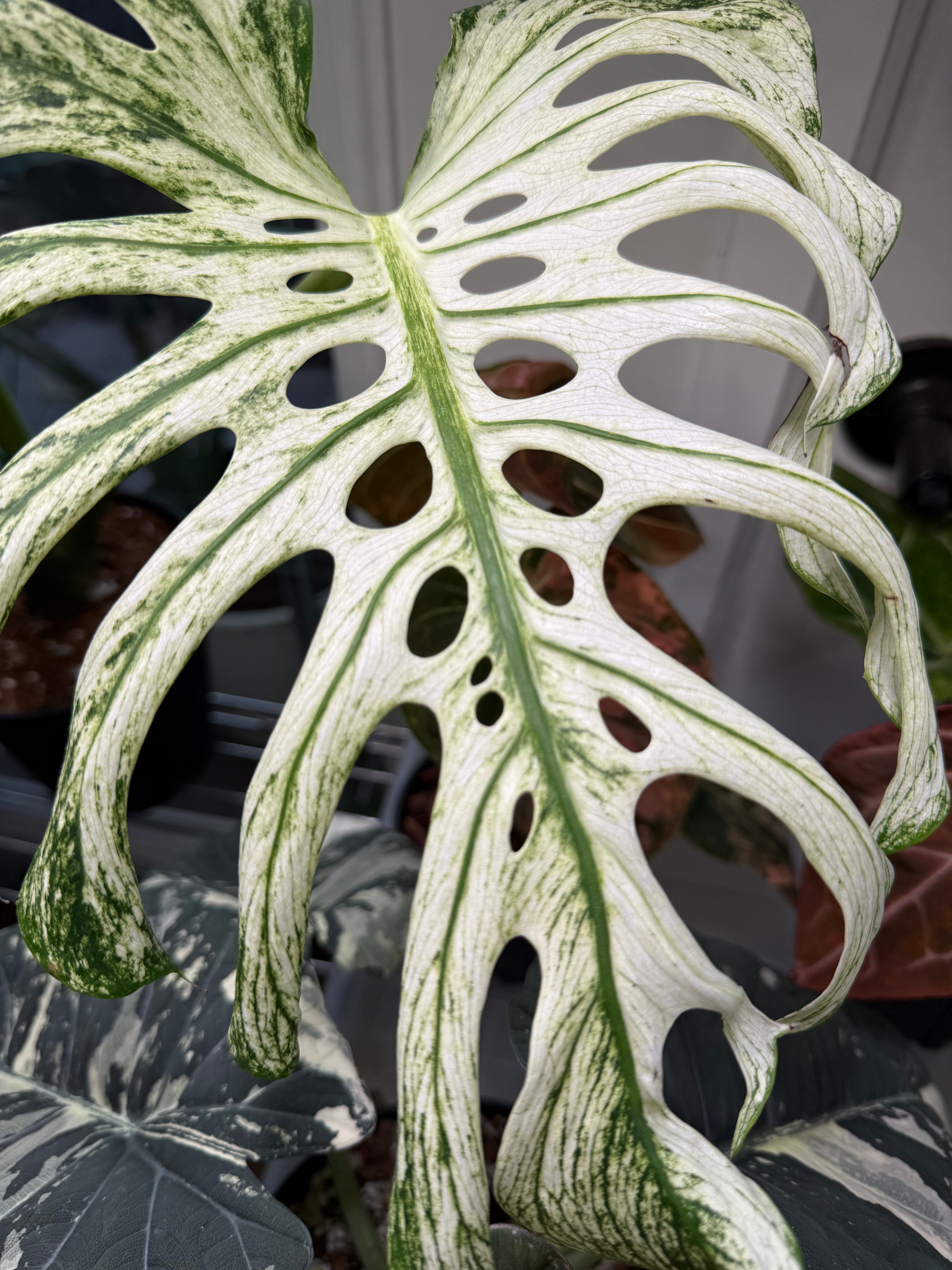 Monstera Devil Monster 6” Exact Plant – Rare Foliage Plant Co