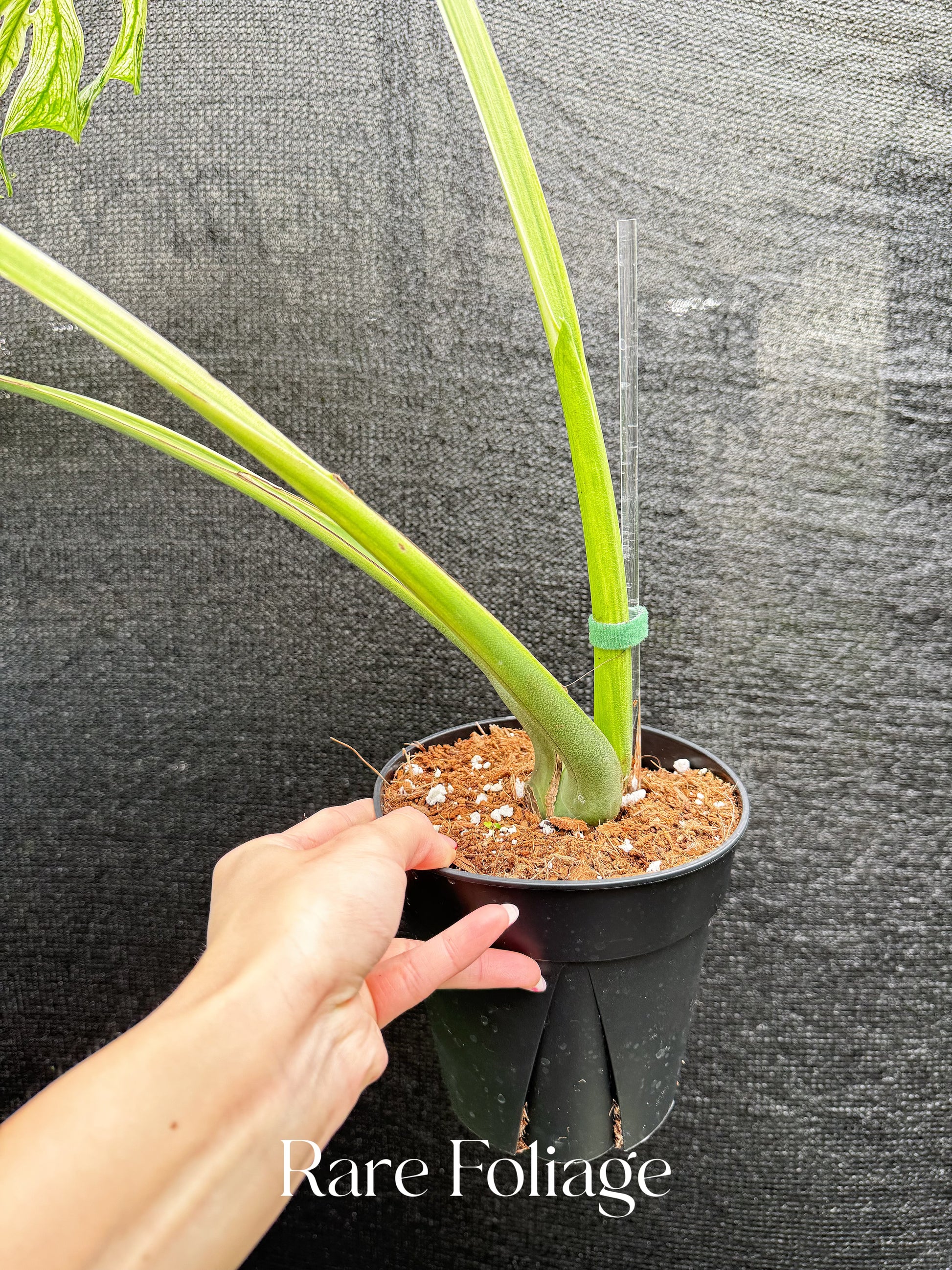 Monstera Devil Monster 6” Exact Plant – Rare Foliage Plant Co