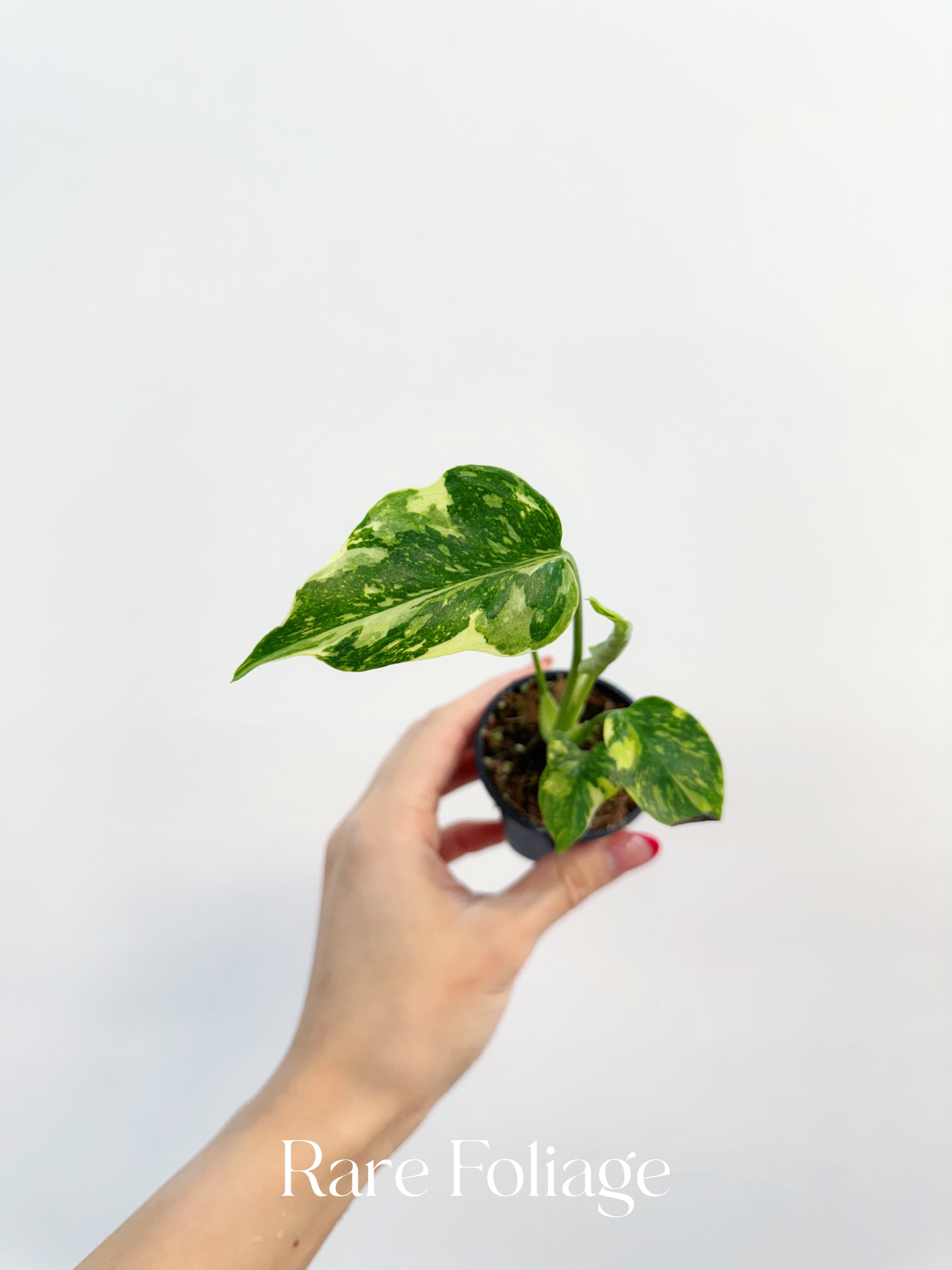 Monstera Electrolyte 2” – Rare Foliage Plant Co