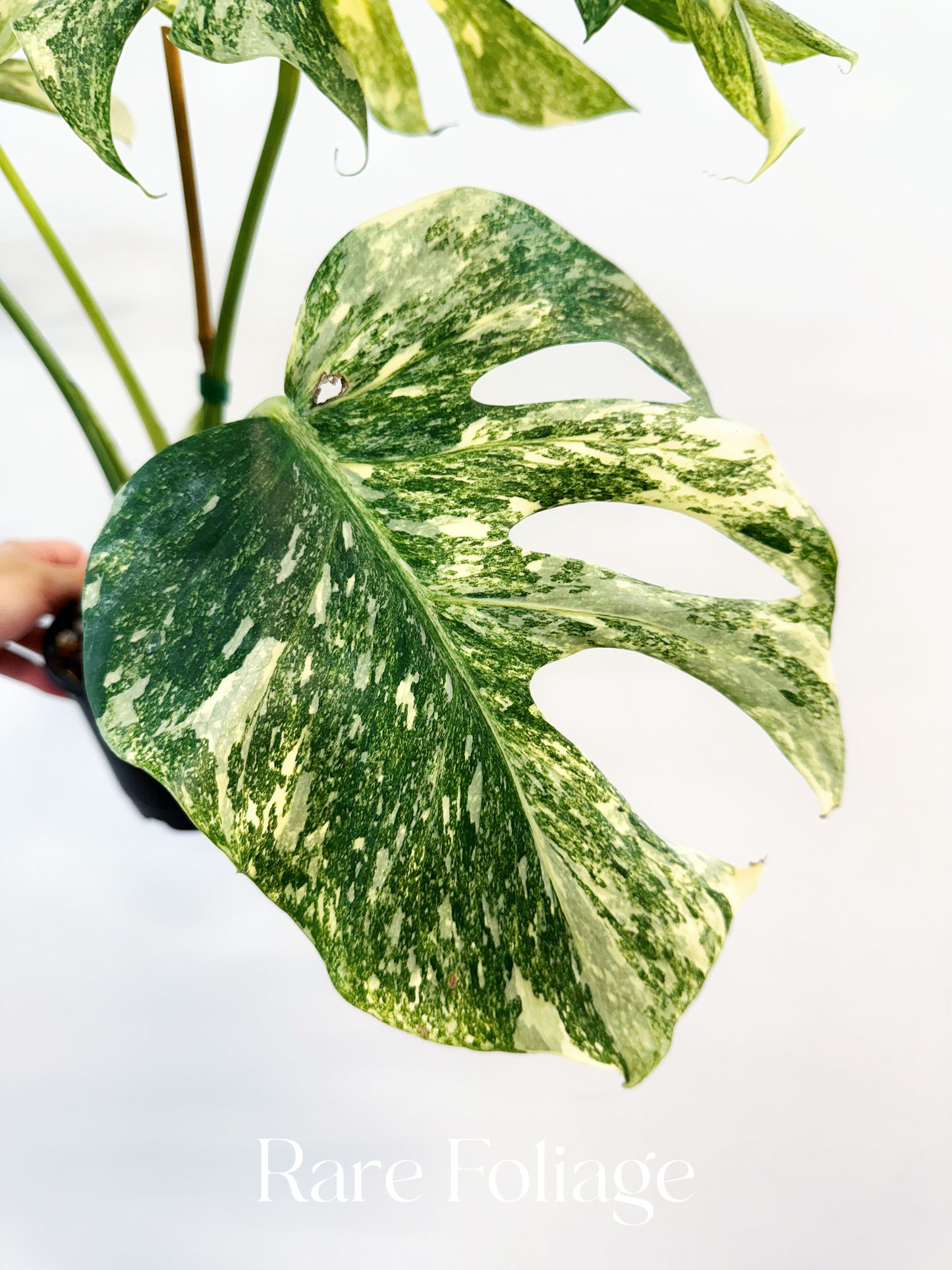 Monstera Thai Constellation Legacy 5” Exact Plant – Rare Foliage Plant Co