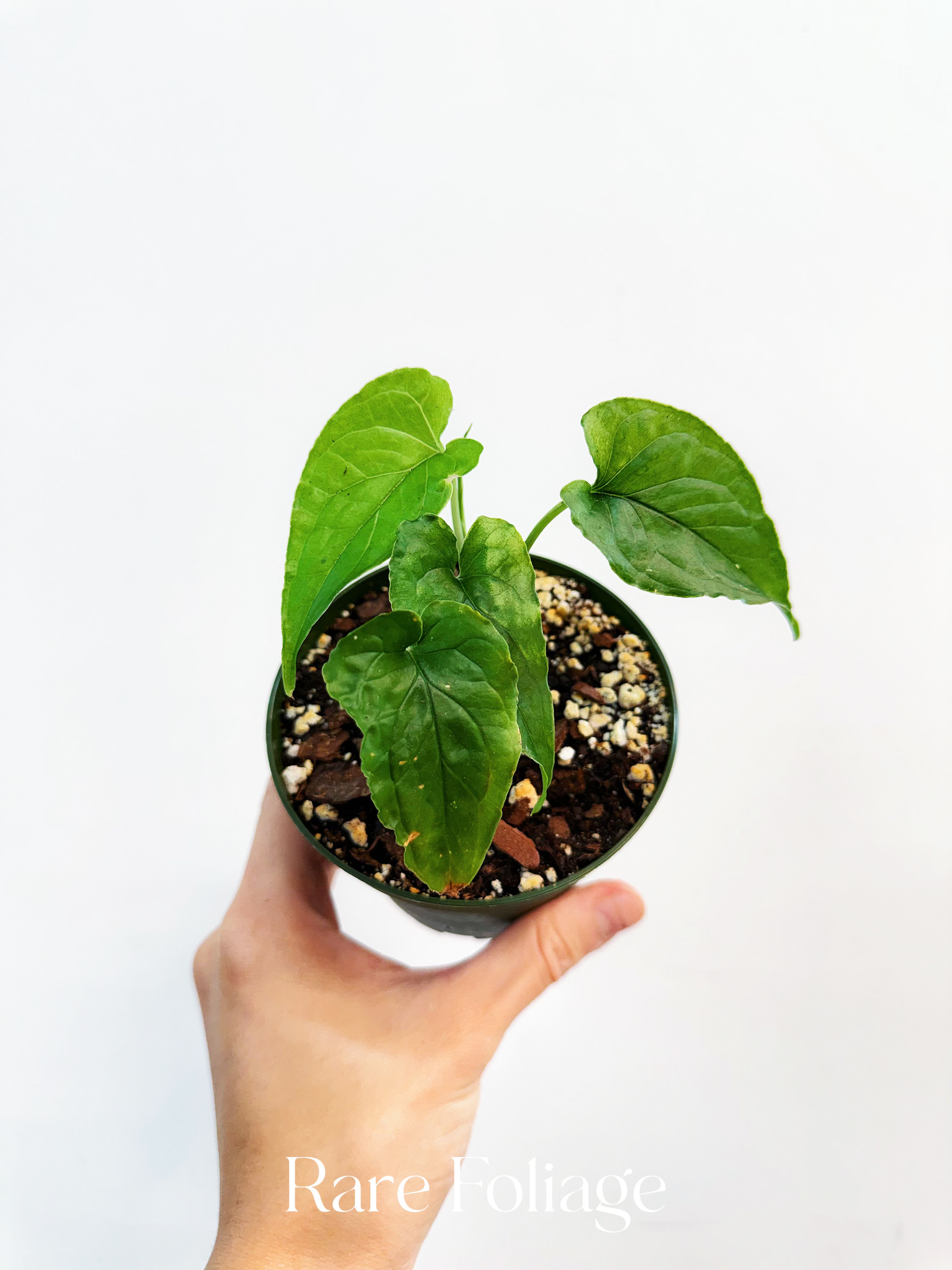 Monstera Membranacea 4” – Rare Foliage Plant Co