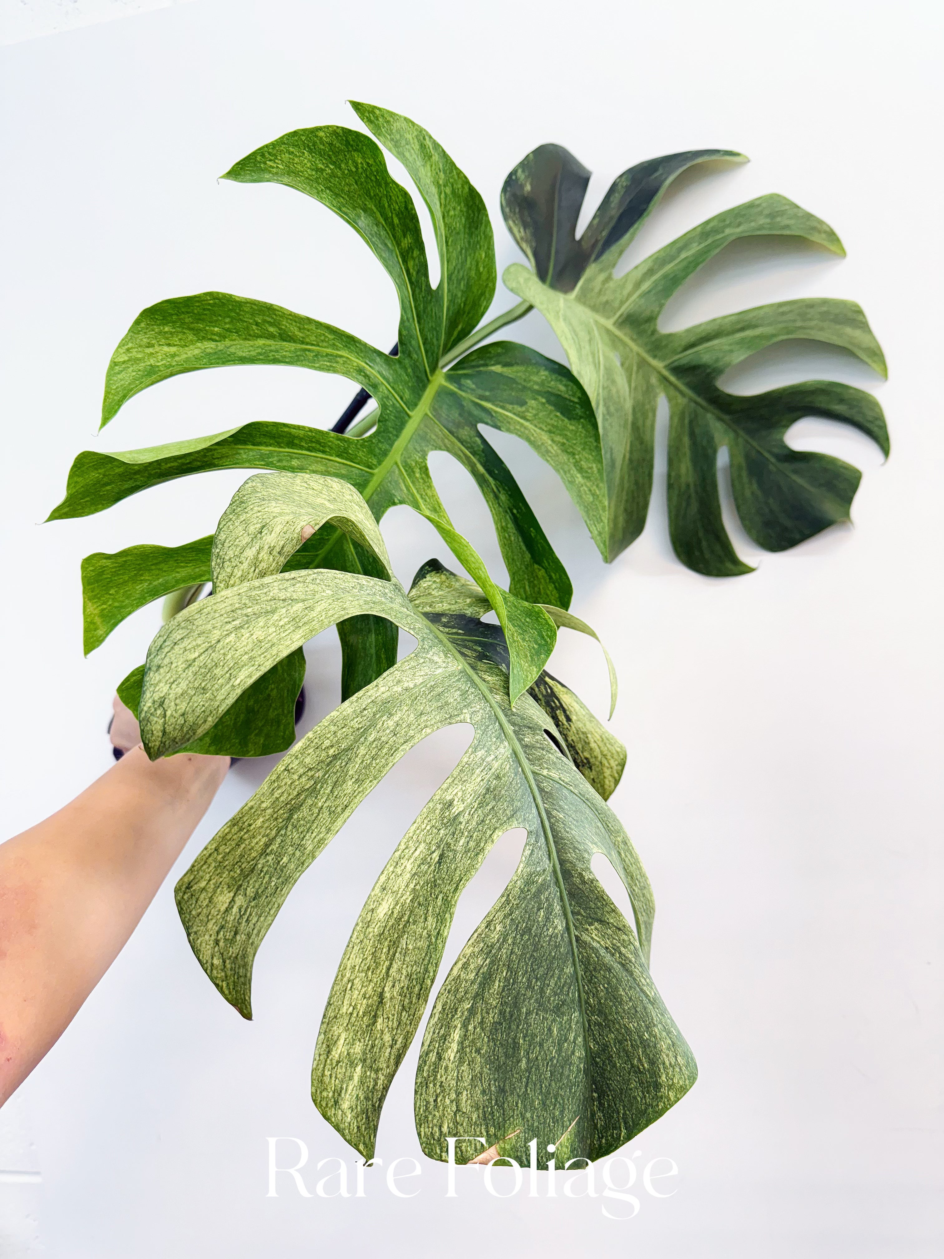 Monstera Jungle Mint 5” Exact Plant – Rare Foliage Plant Co