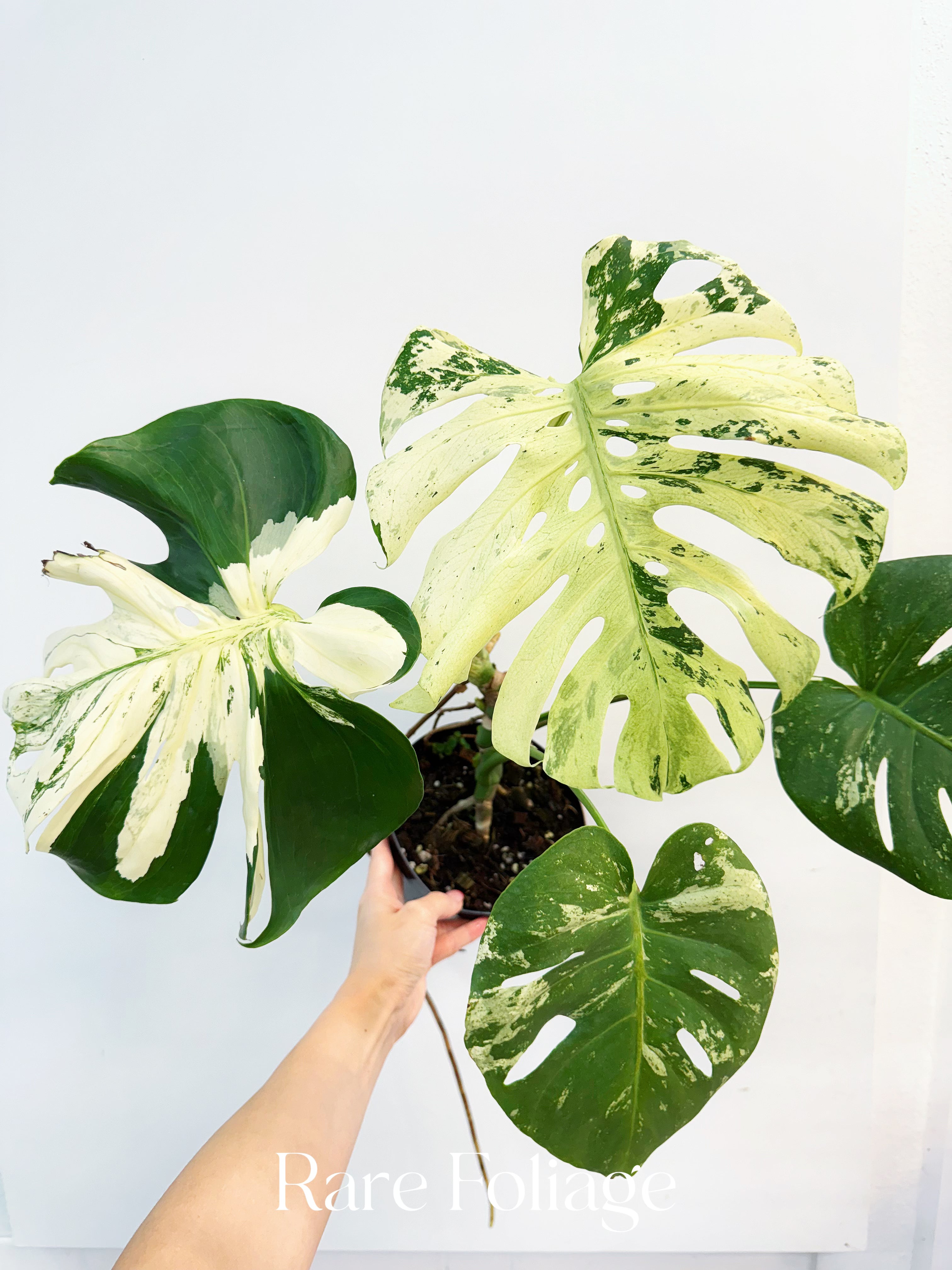 Monstera White Monster Mutation 6” Exact Plant – Rare Foliage Plant Co