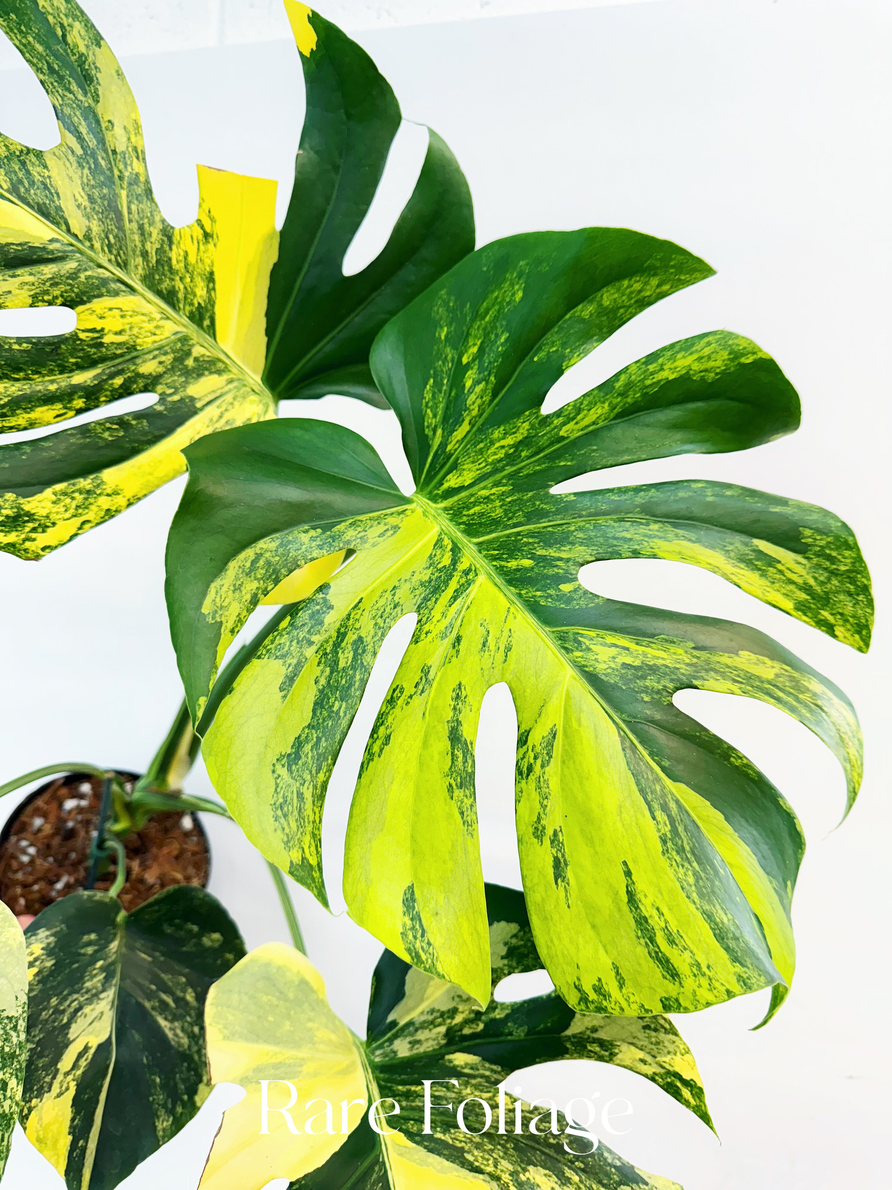 Monstera Yellow Marilyn 6” Exact Plant – Rare Foliage Plant Co