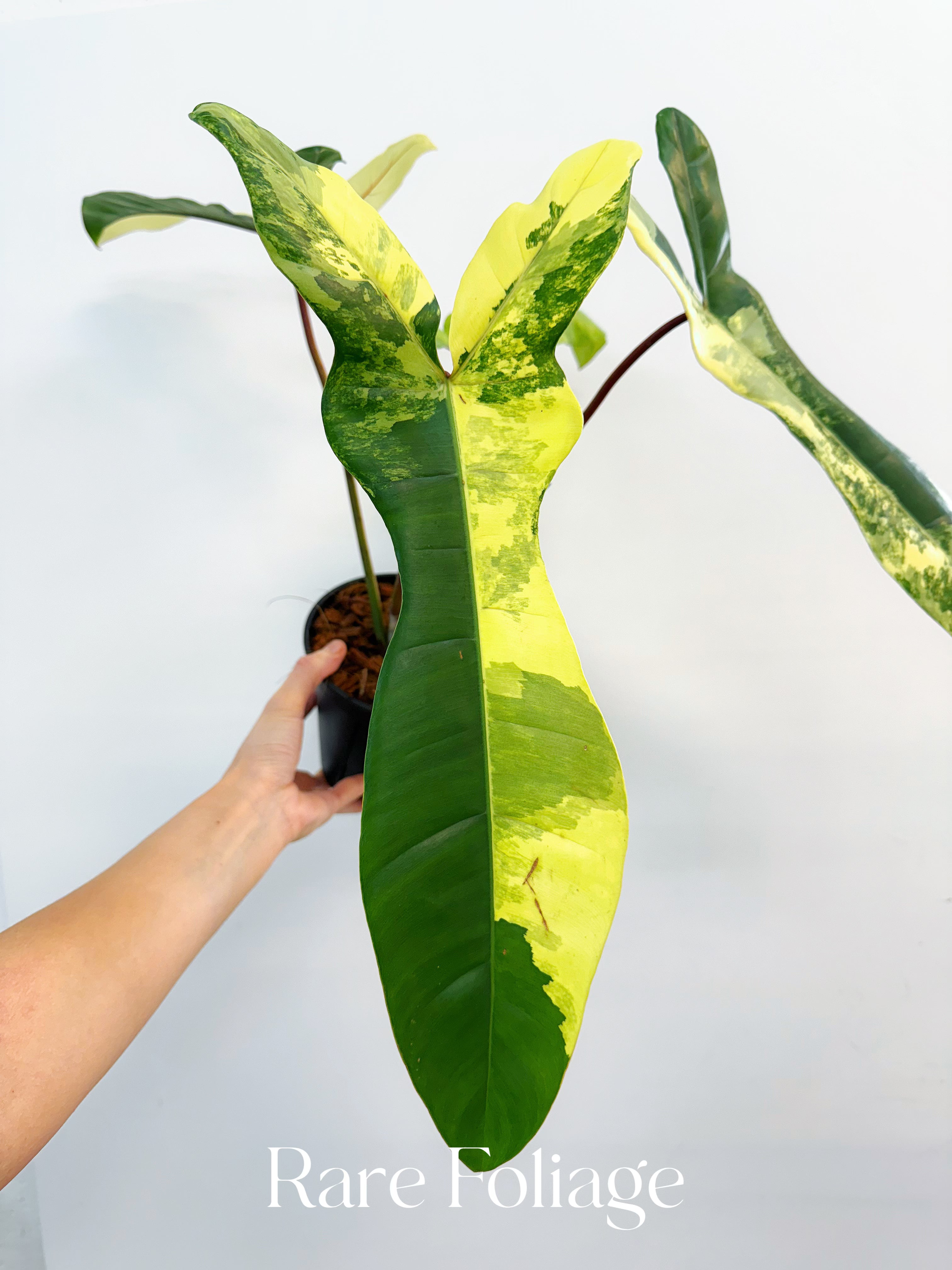Philodendron Florida Beauty x Billietiae 6” Exact Plant – Rare Foliage ...