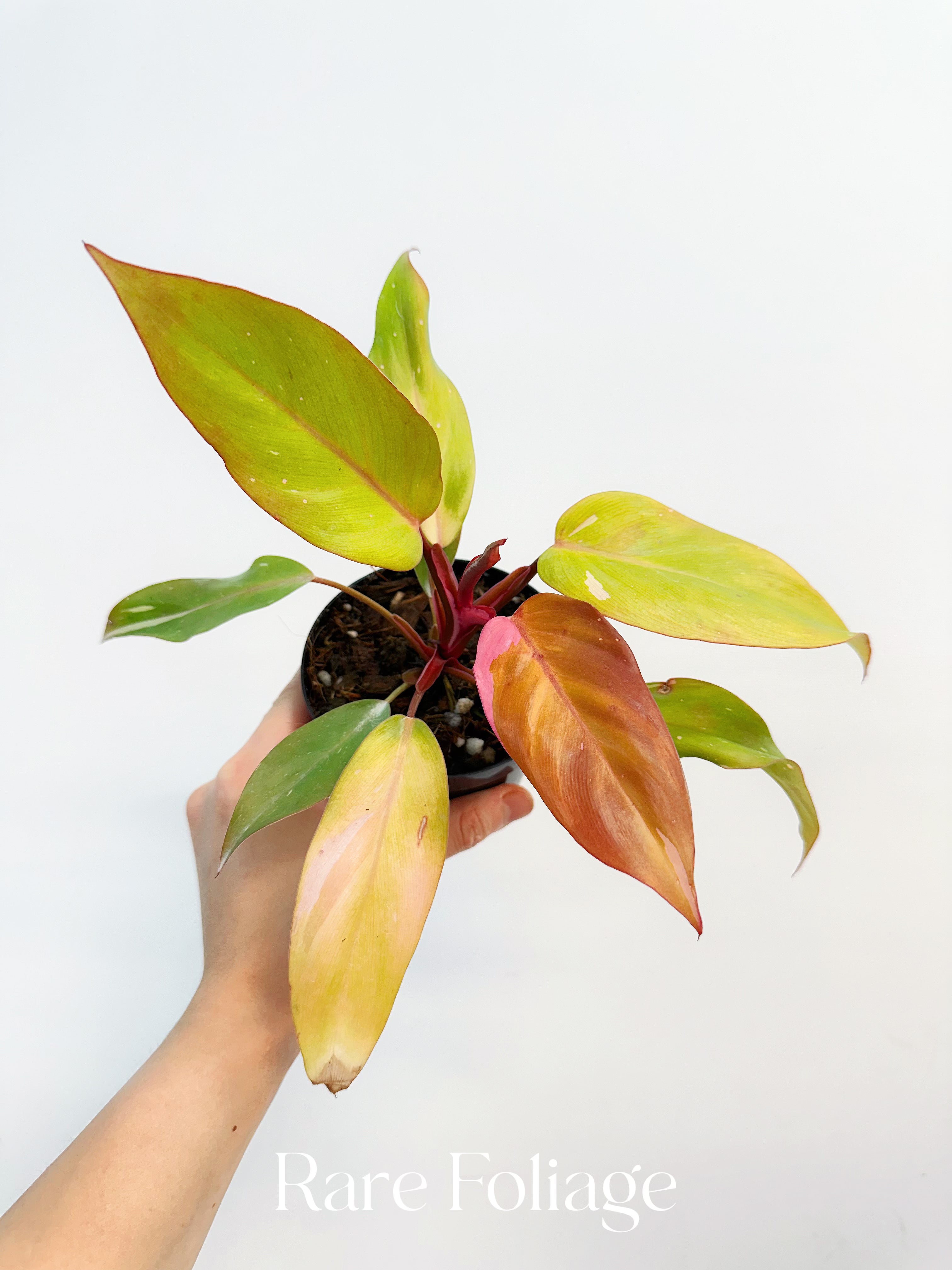 Philodendron Persimmon Princess 4” – Rare Foliage Plant Co