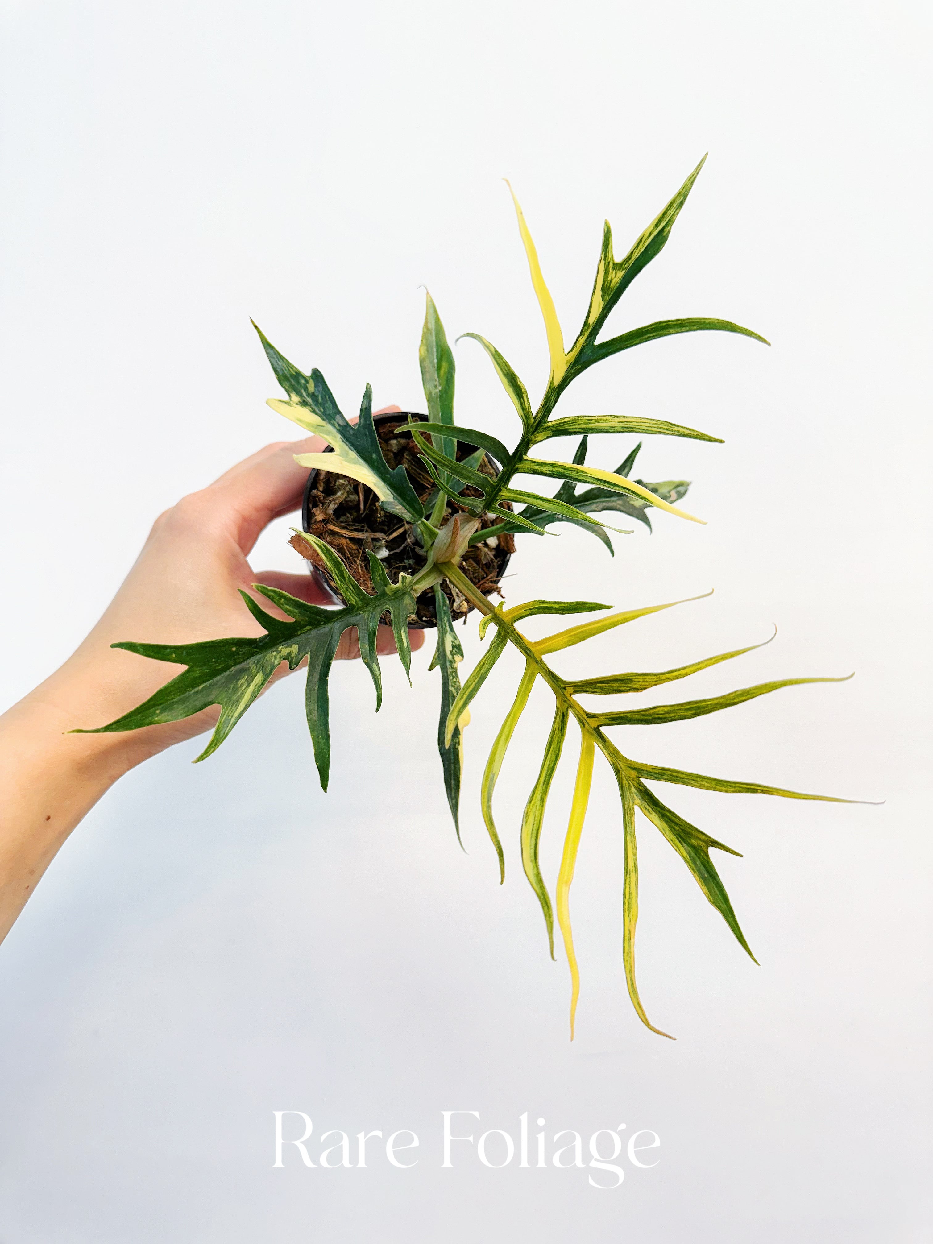 Philodendron Tortum Variegated 3” Exact Plant – Rare Foliage Plant Co