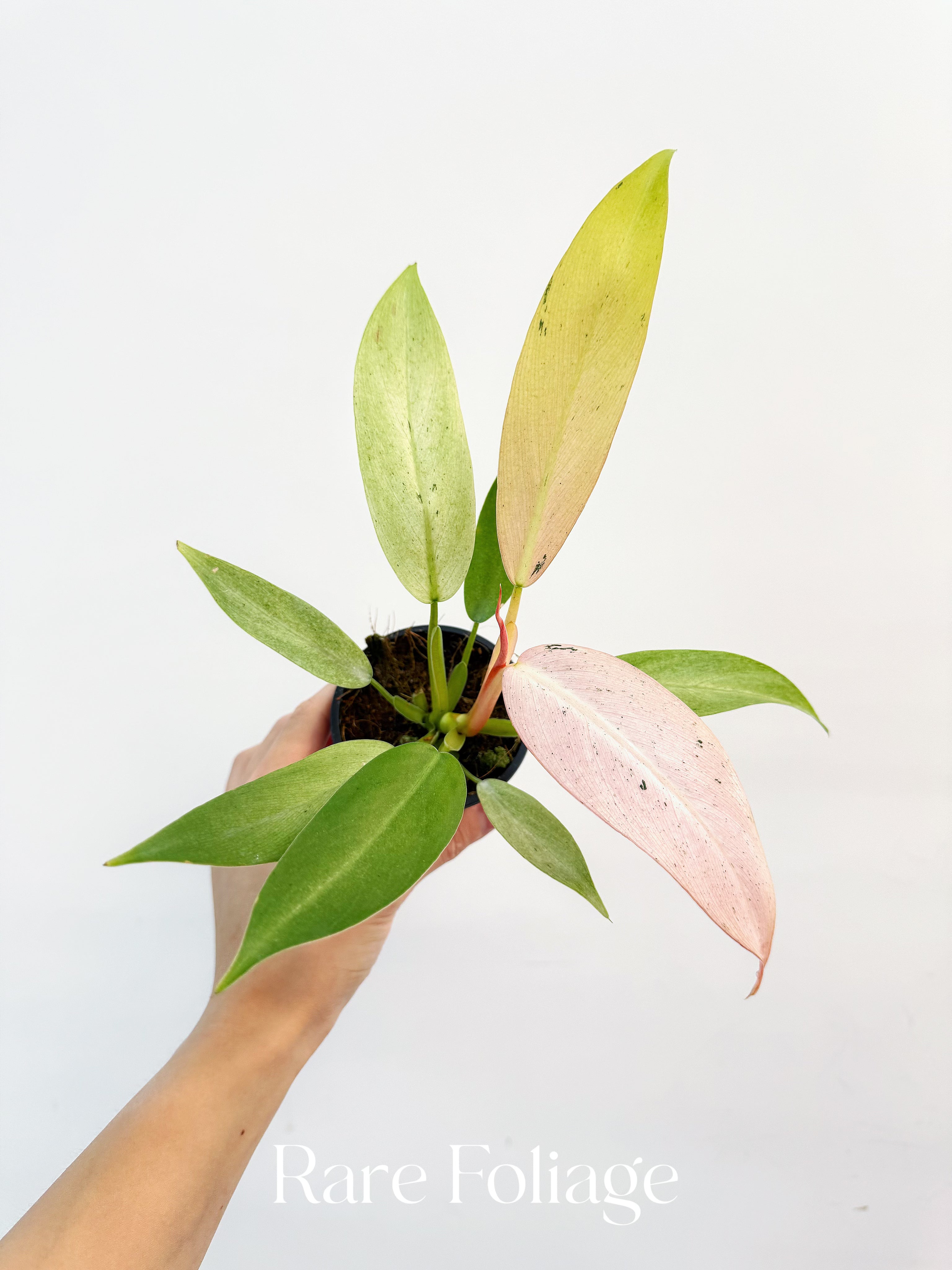 Philodendron Whipple Way 3” – Rare Foliage Plant Co