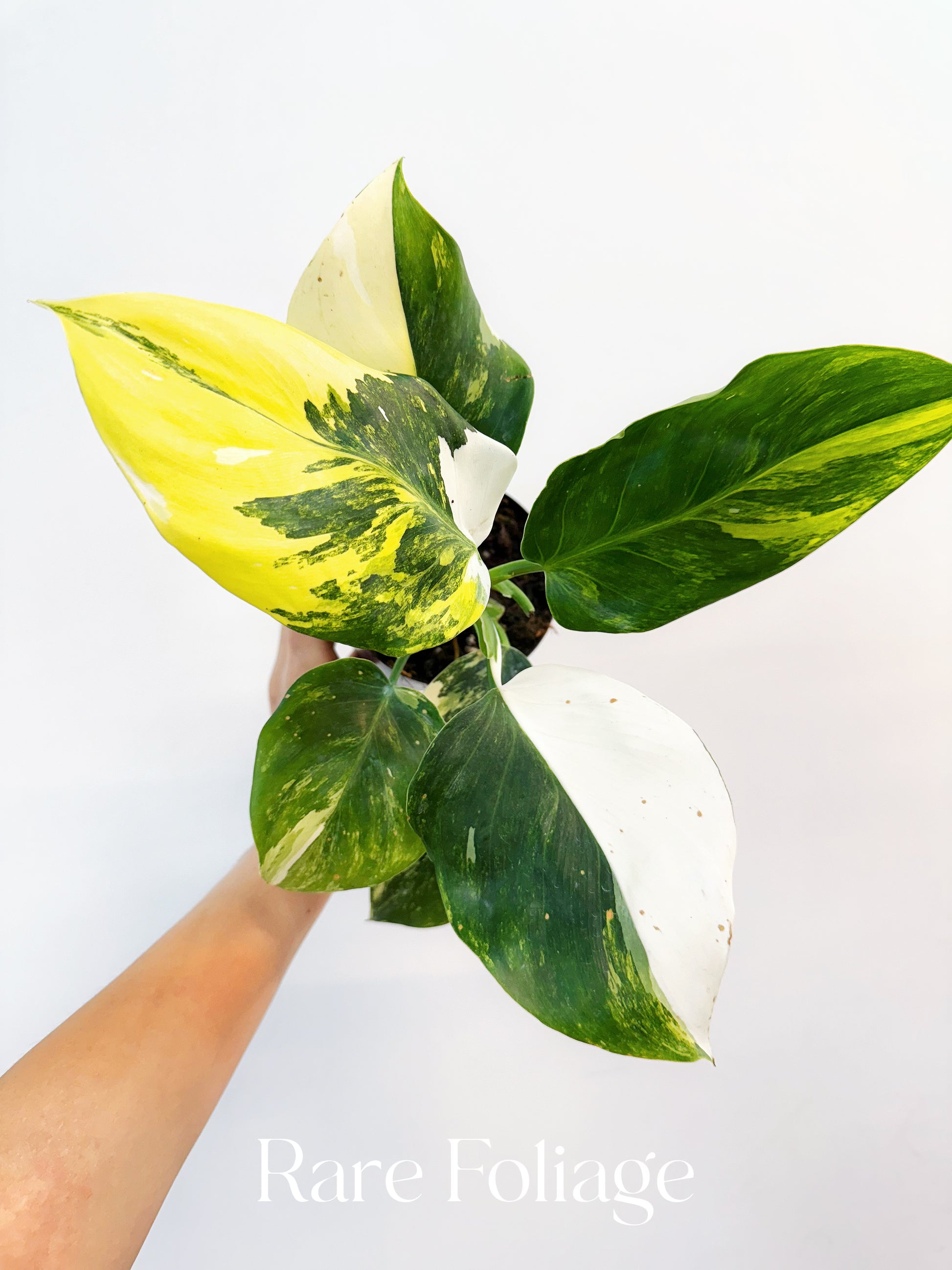 Philodendron White Wizard Tricolor Variegated 4” – Rare Foliage Plant Co