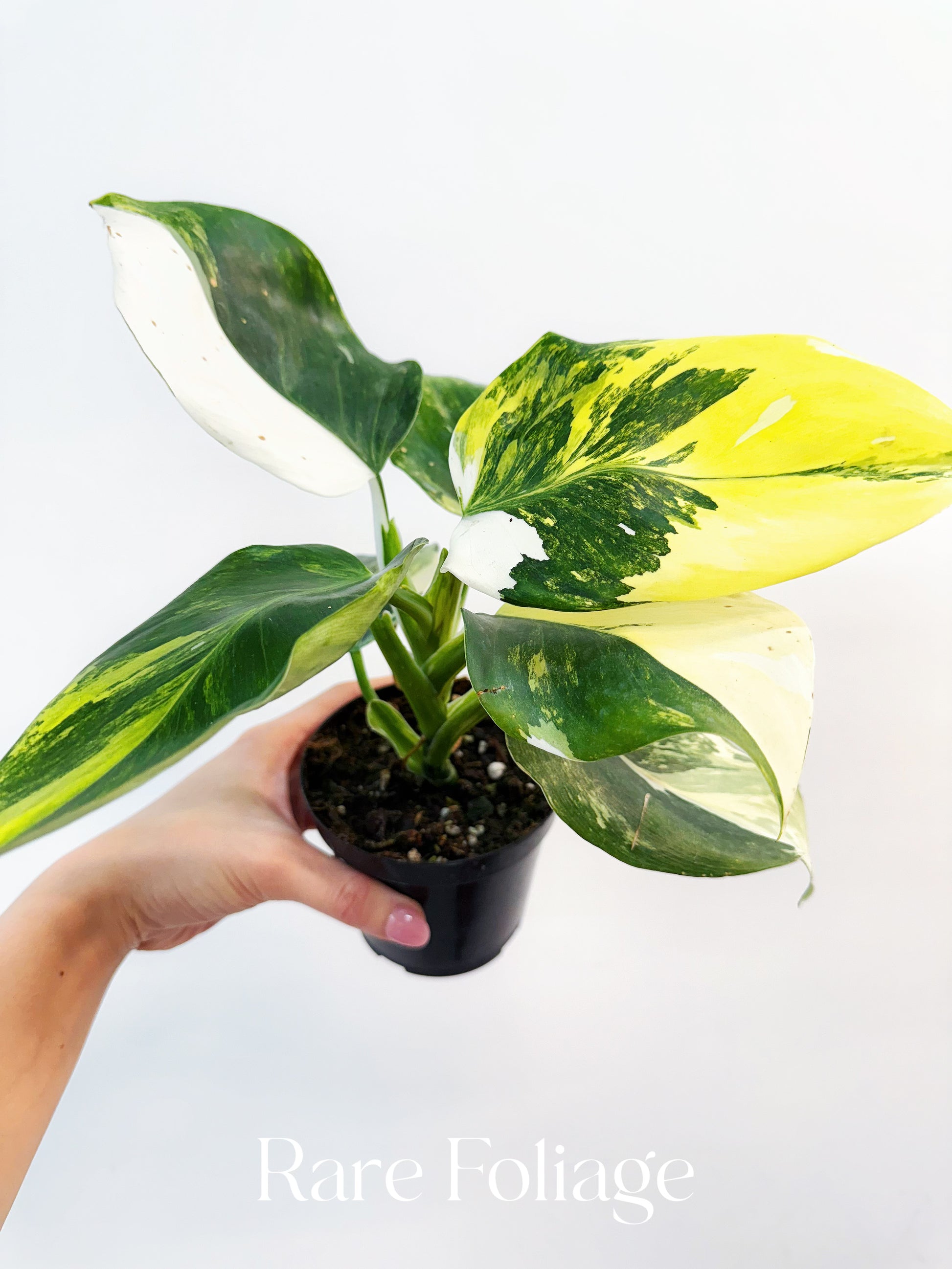 Philodendron White Wizard Tricolor Variegated 4” – Rare Foliage Plant Co