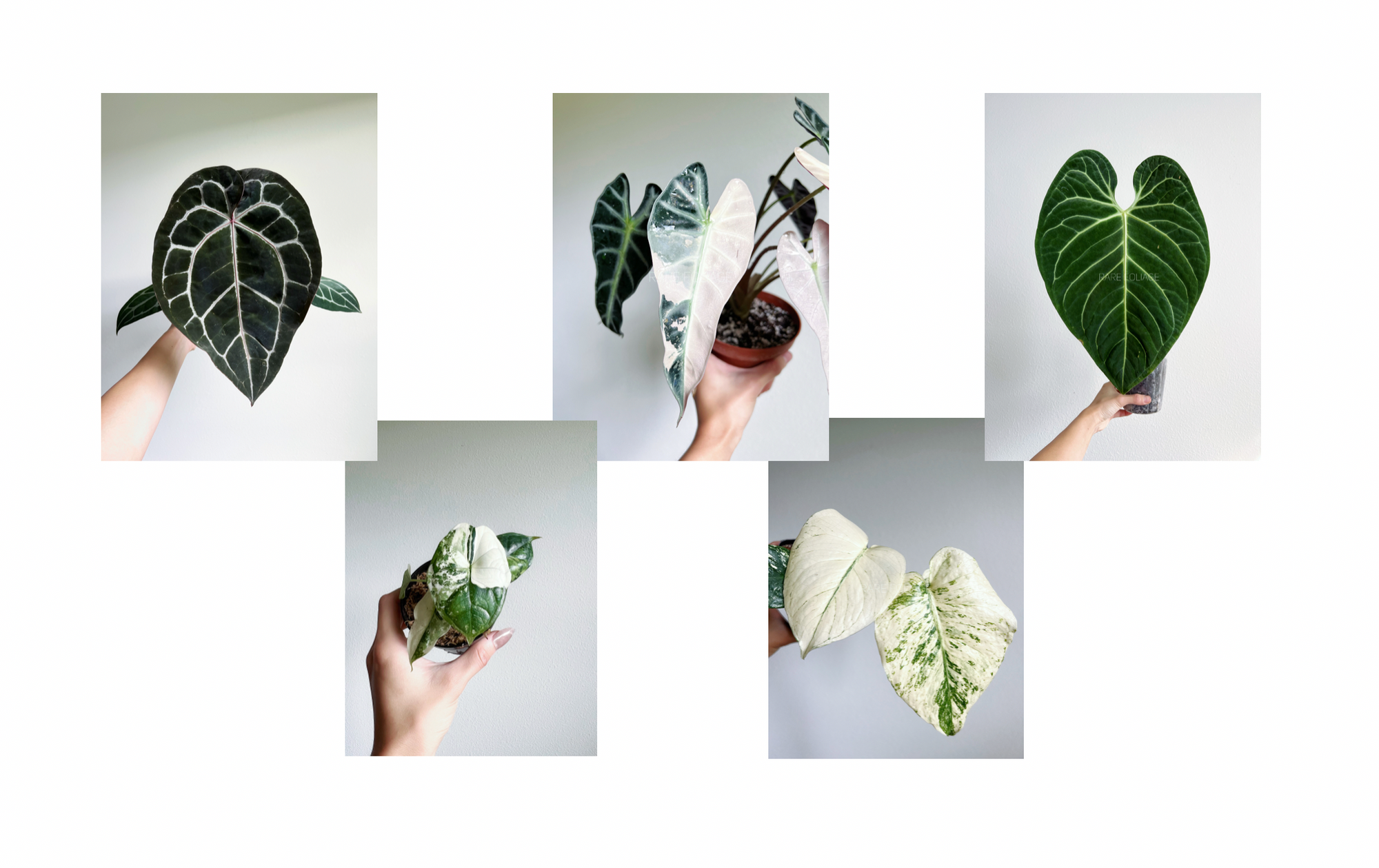 Rare Foliage Plant Co