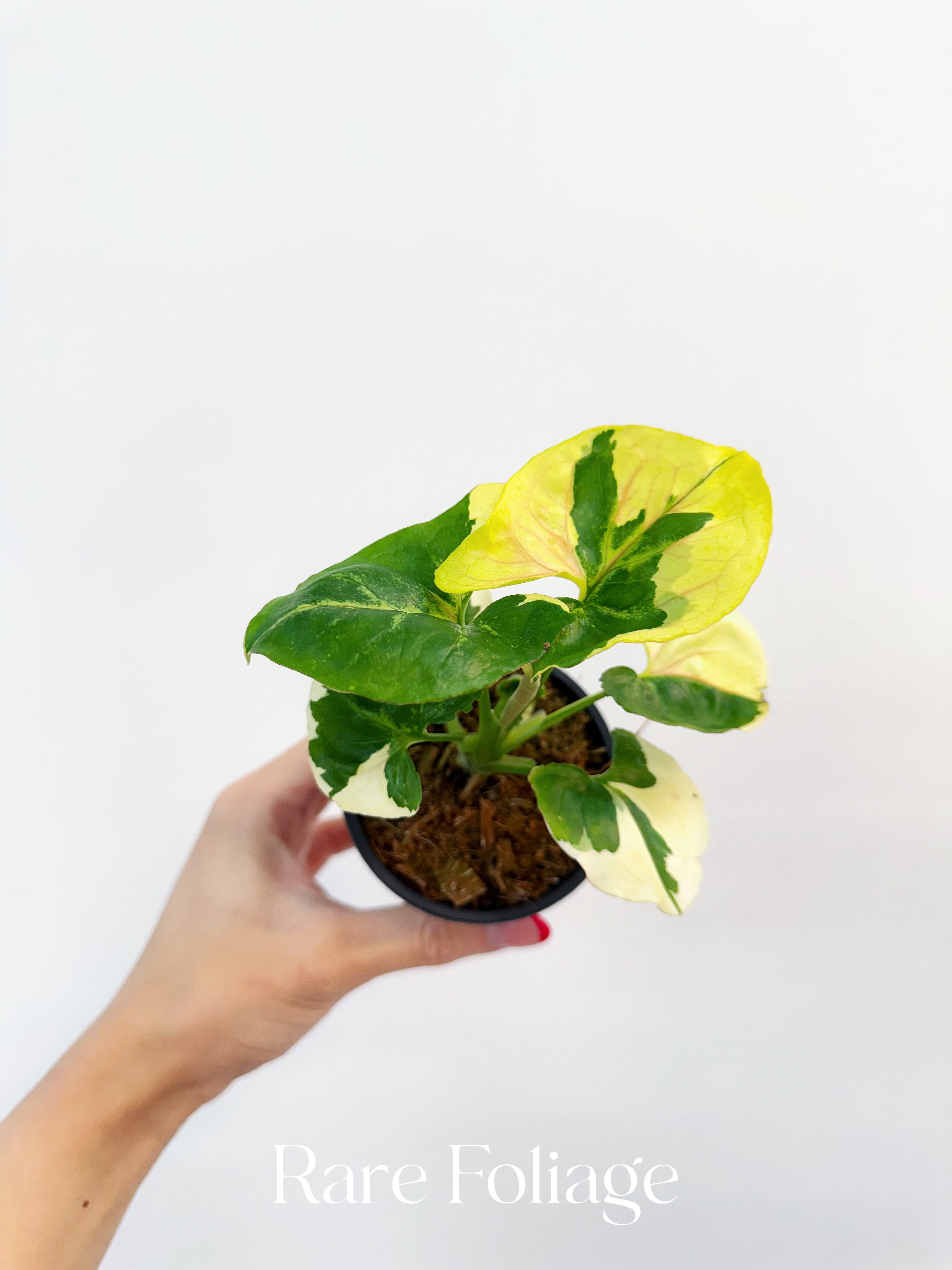 Syngonium Mango Allusion Variegated 3” – Rare Foliage Plant Co
