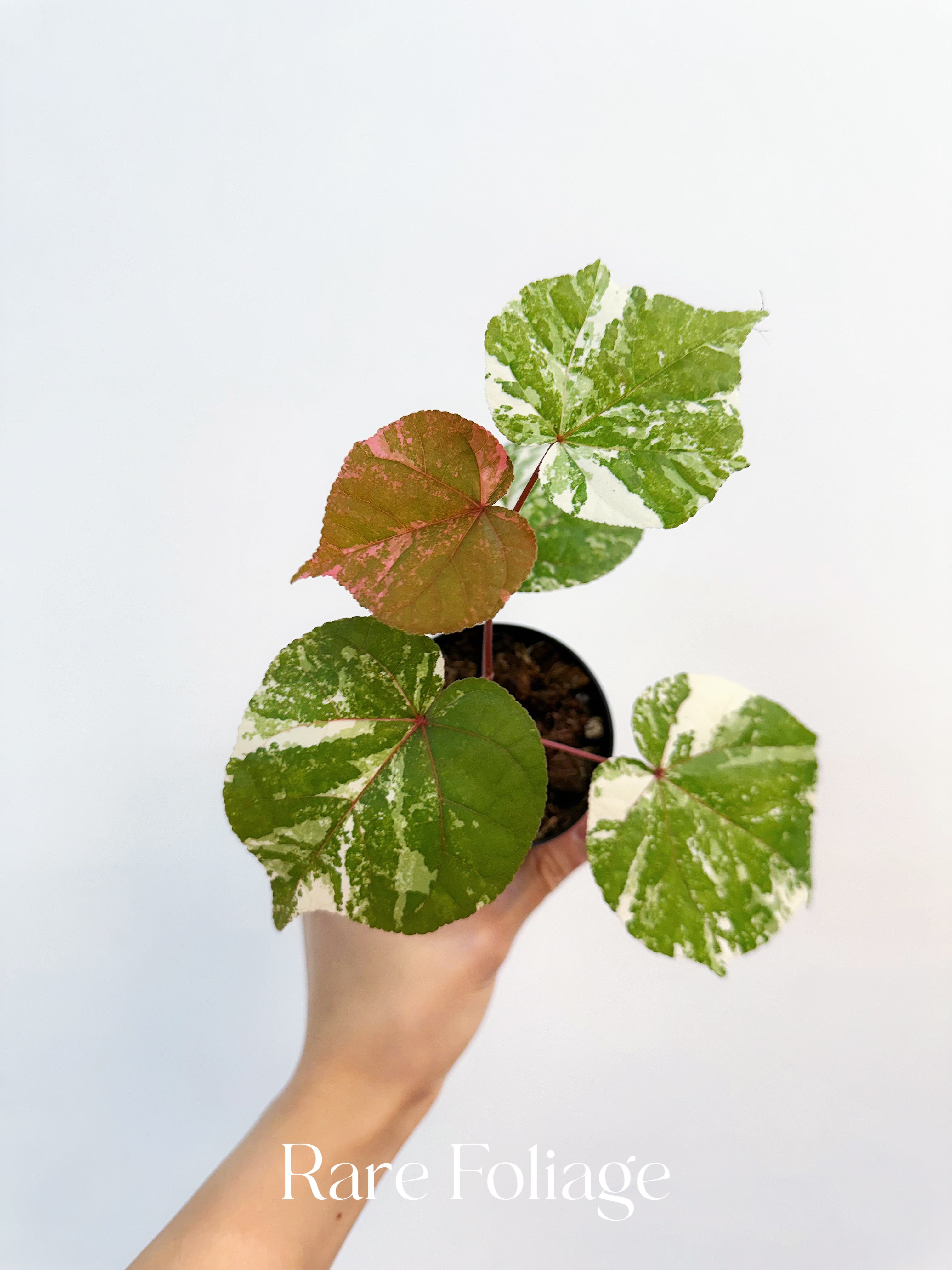 Variegated Mahoe Sea Hibiscus 3” – Rare Foliage Plant Co