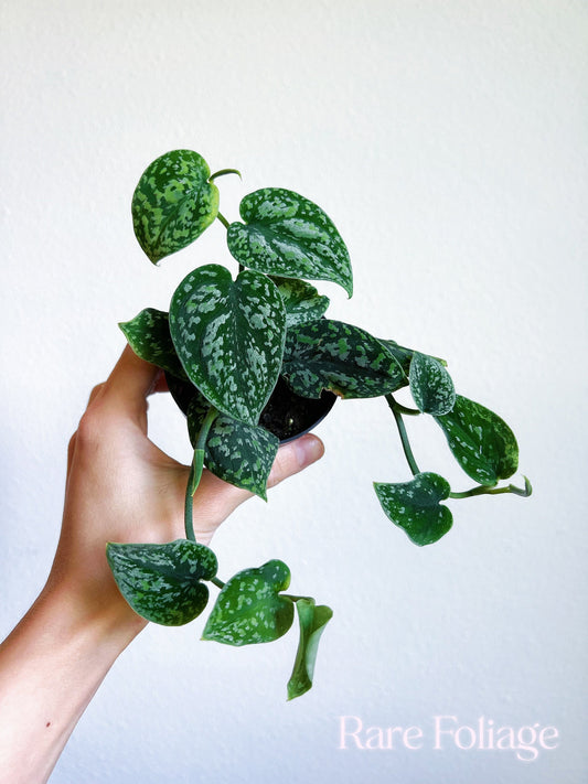 Scindapsus - Rare Foliage Plant Co