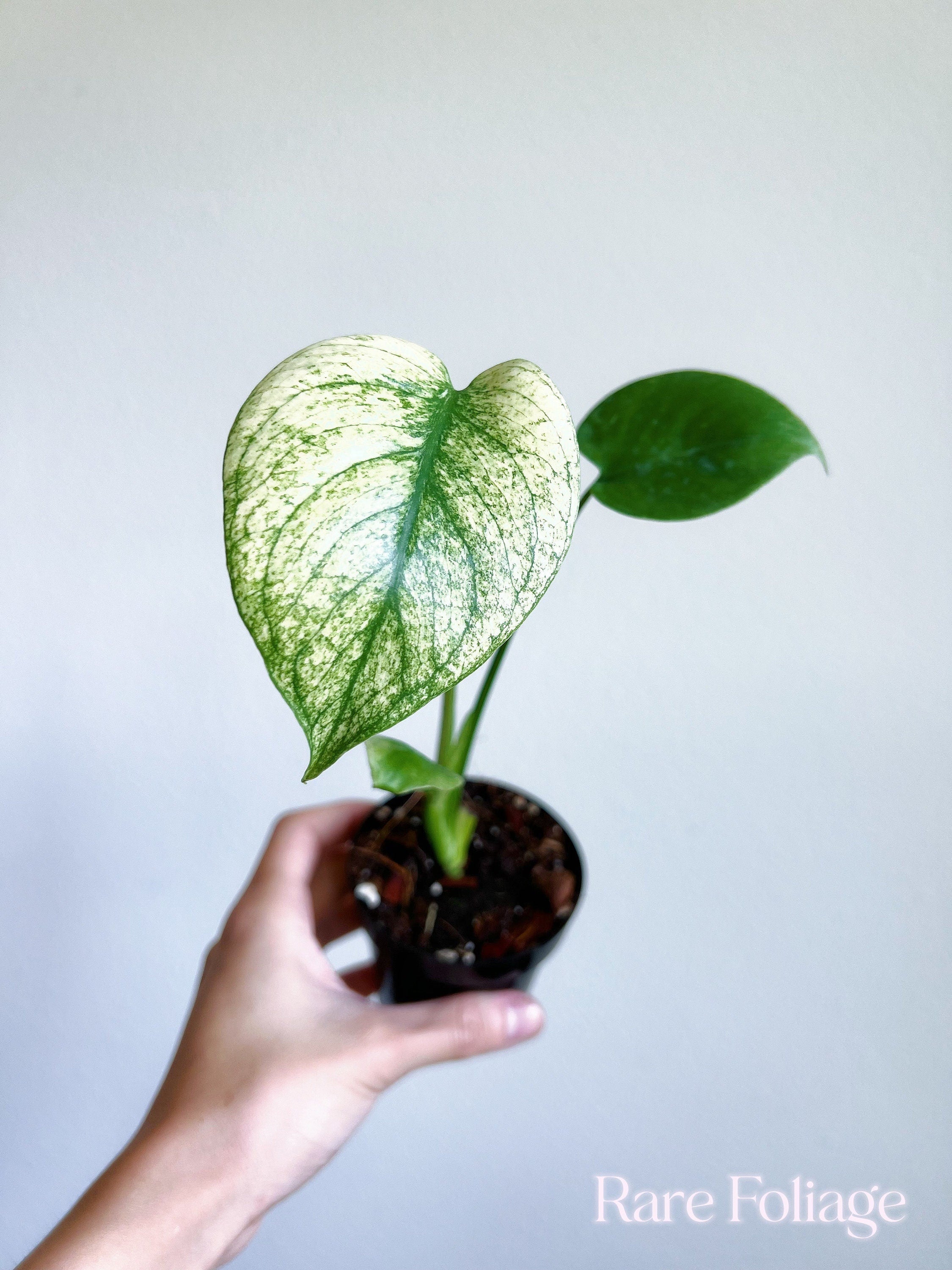 Monstera Mint Large Form White Monster 3” - US SELLER – Rare Foliage ...