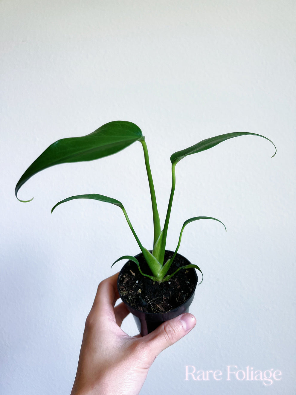 Monstera Burle Marx Flame 4” – Rare Foliage Plant Co