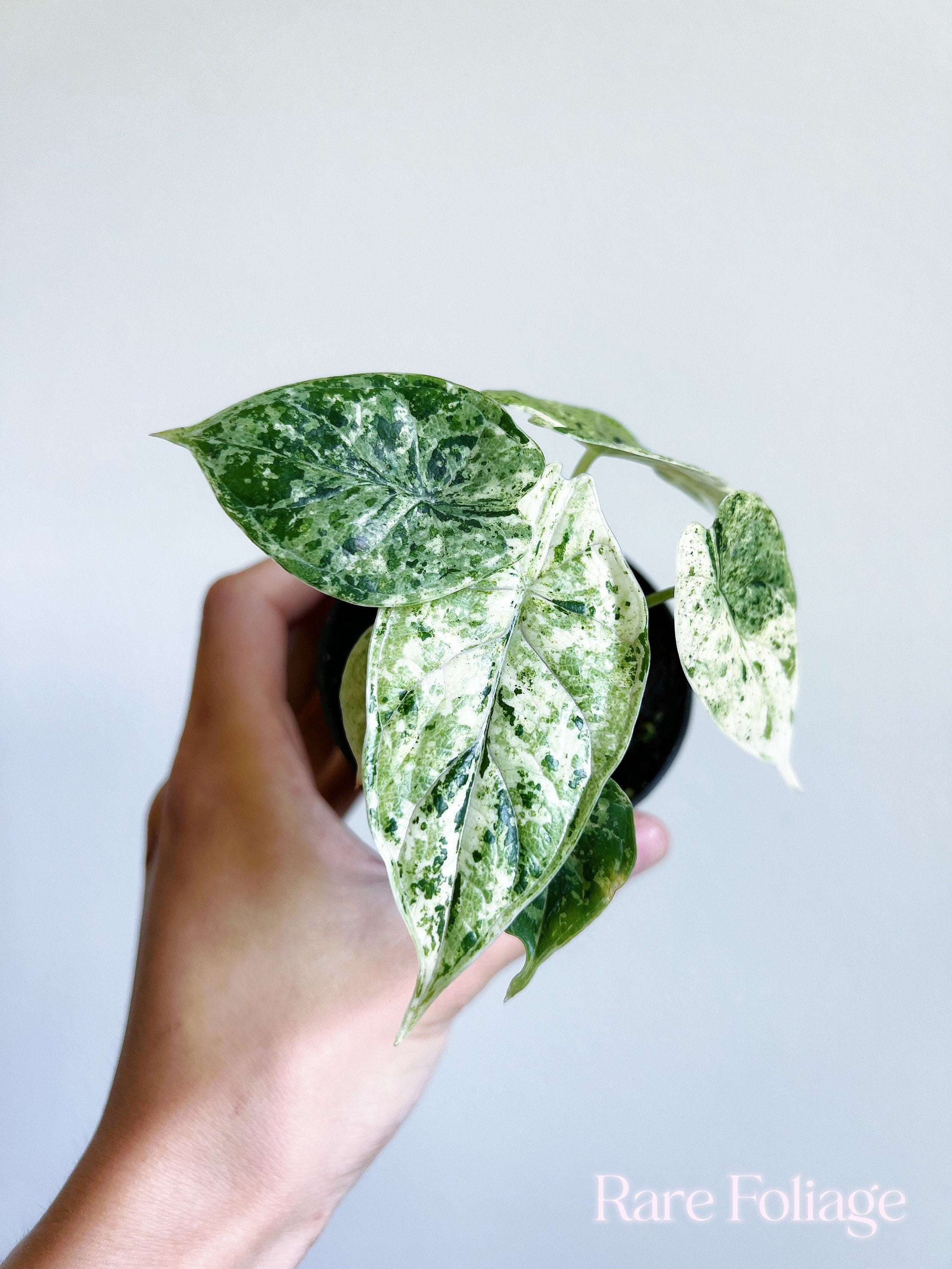 Alocasia Dragon Scale Mint 3” - US SELLER – Rare Foliage Plant Co