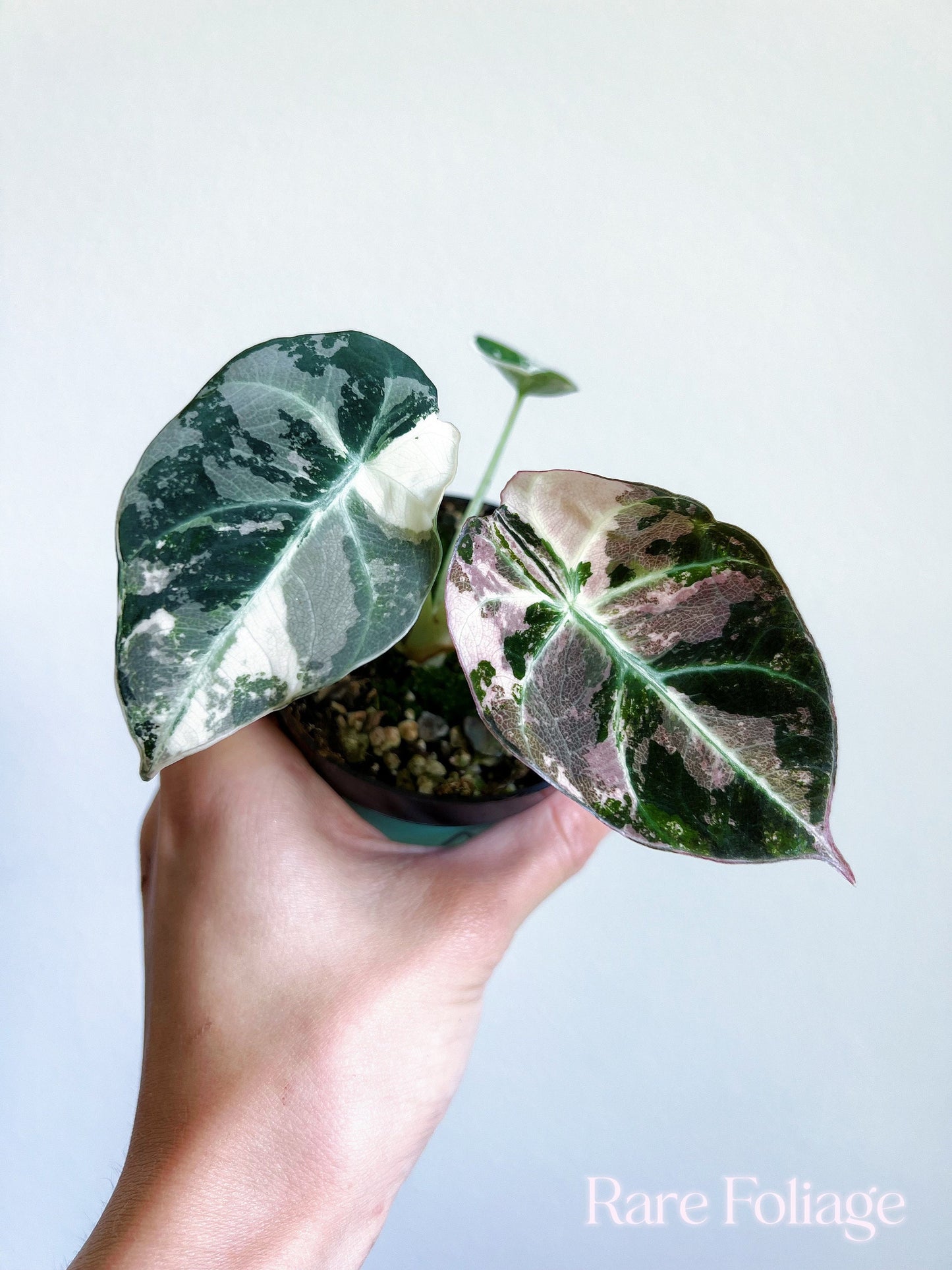 Alocasia Black Velvet Pink Variegated 3” Full Plant - US SELLER – Rare ...