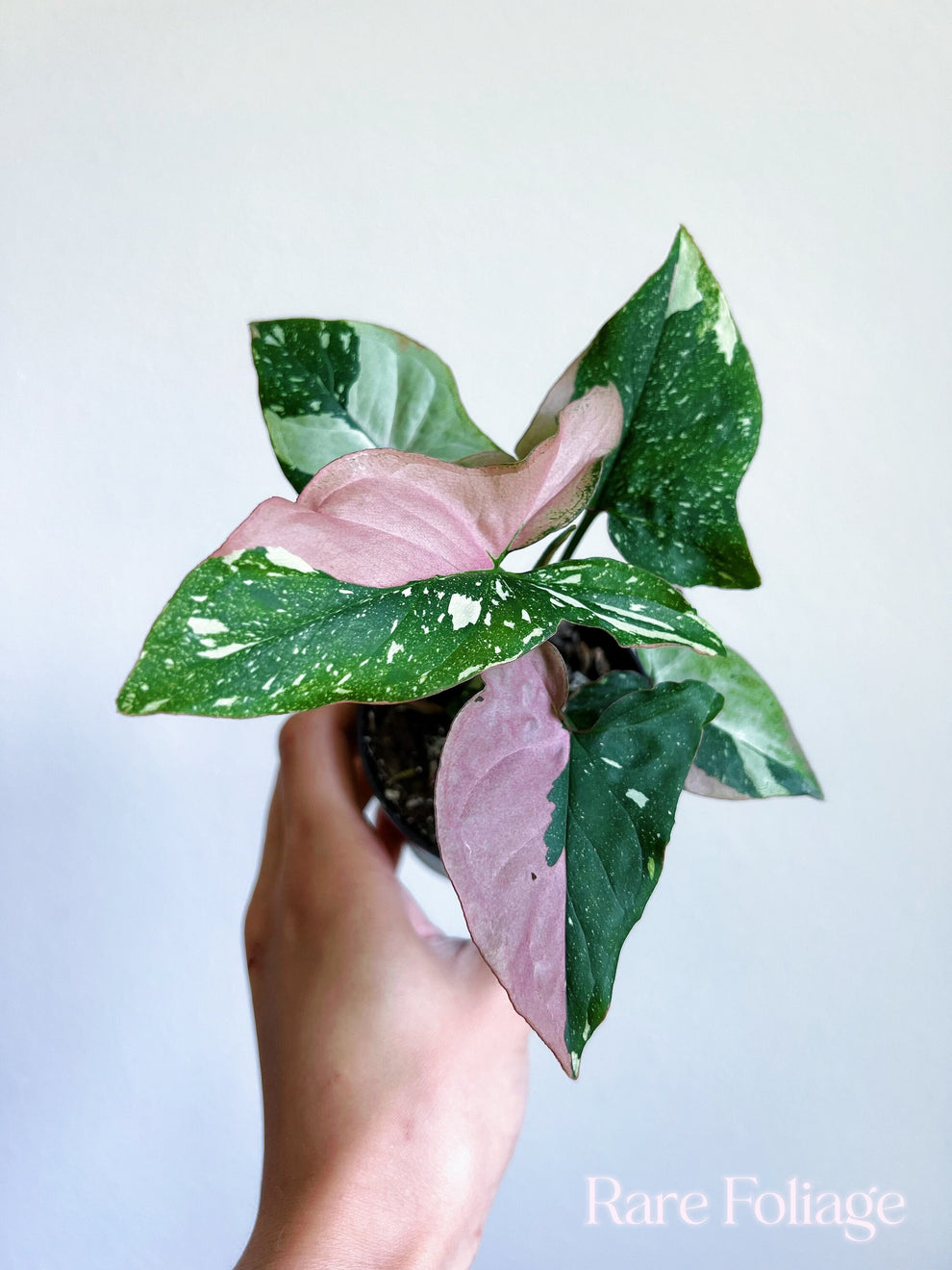 Syngonium Red Spot Tricolor 4” – Rare Foliage Plant Co