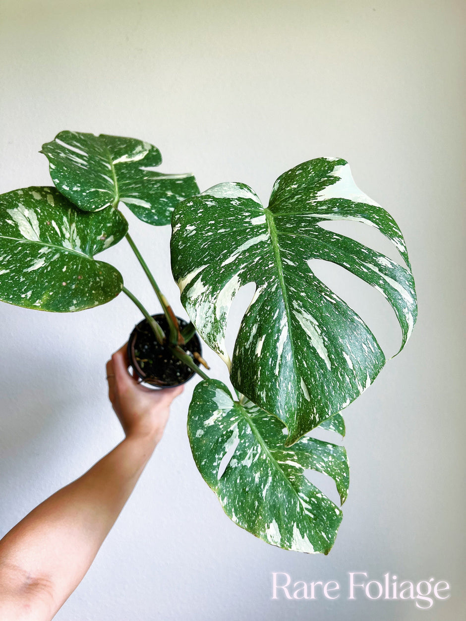 Rare Foliage Plant Co