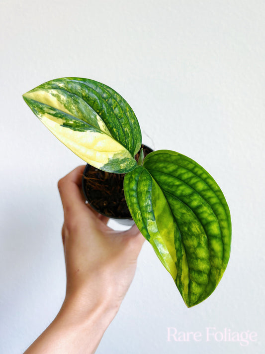 Monstera - Rare Foliage Plant Co